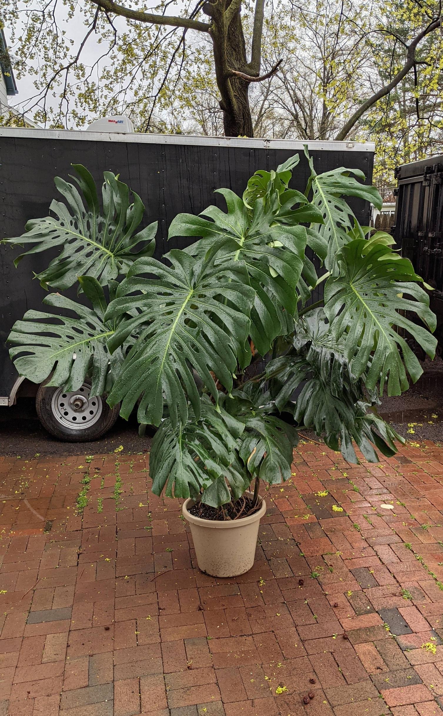 My Monstera! | Scrolller