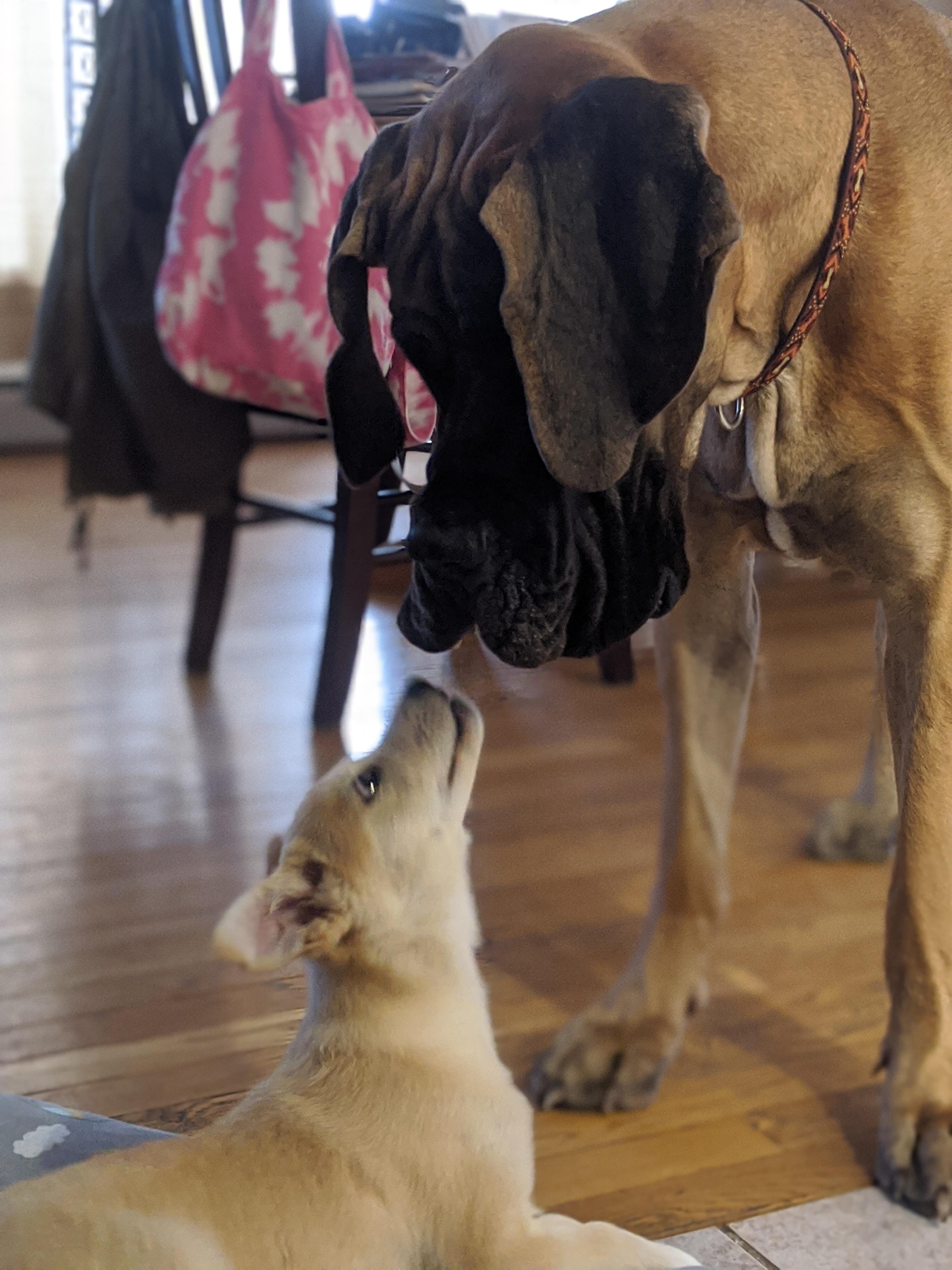 My mutt meeting her uncle. Who proceeded to cover her from head to tail in slobber. | Scrolller