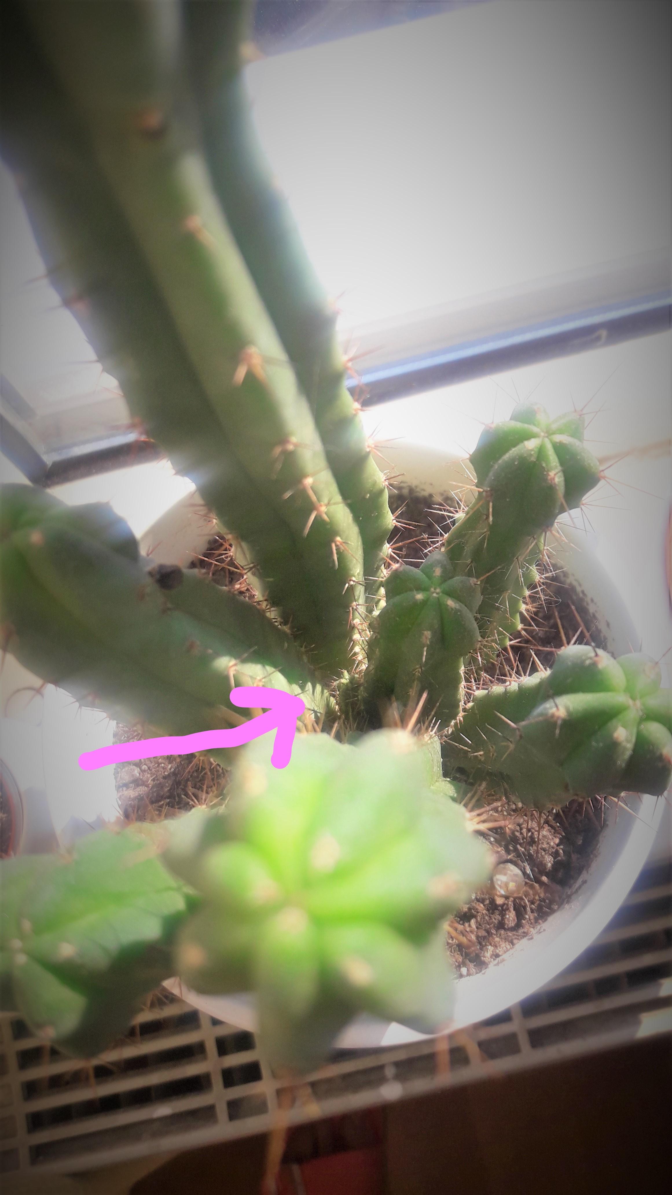 My Myrtillocactus has a baby! How do I repot?! | Scrolller