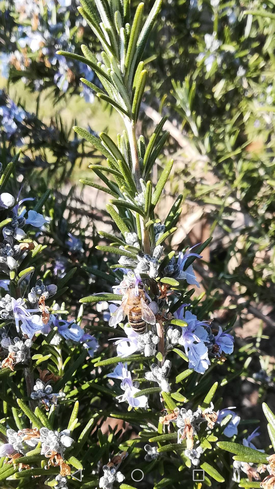 My neighbor is a beekeeper and his bees love my rosemary | Scrolller