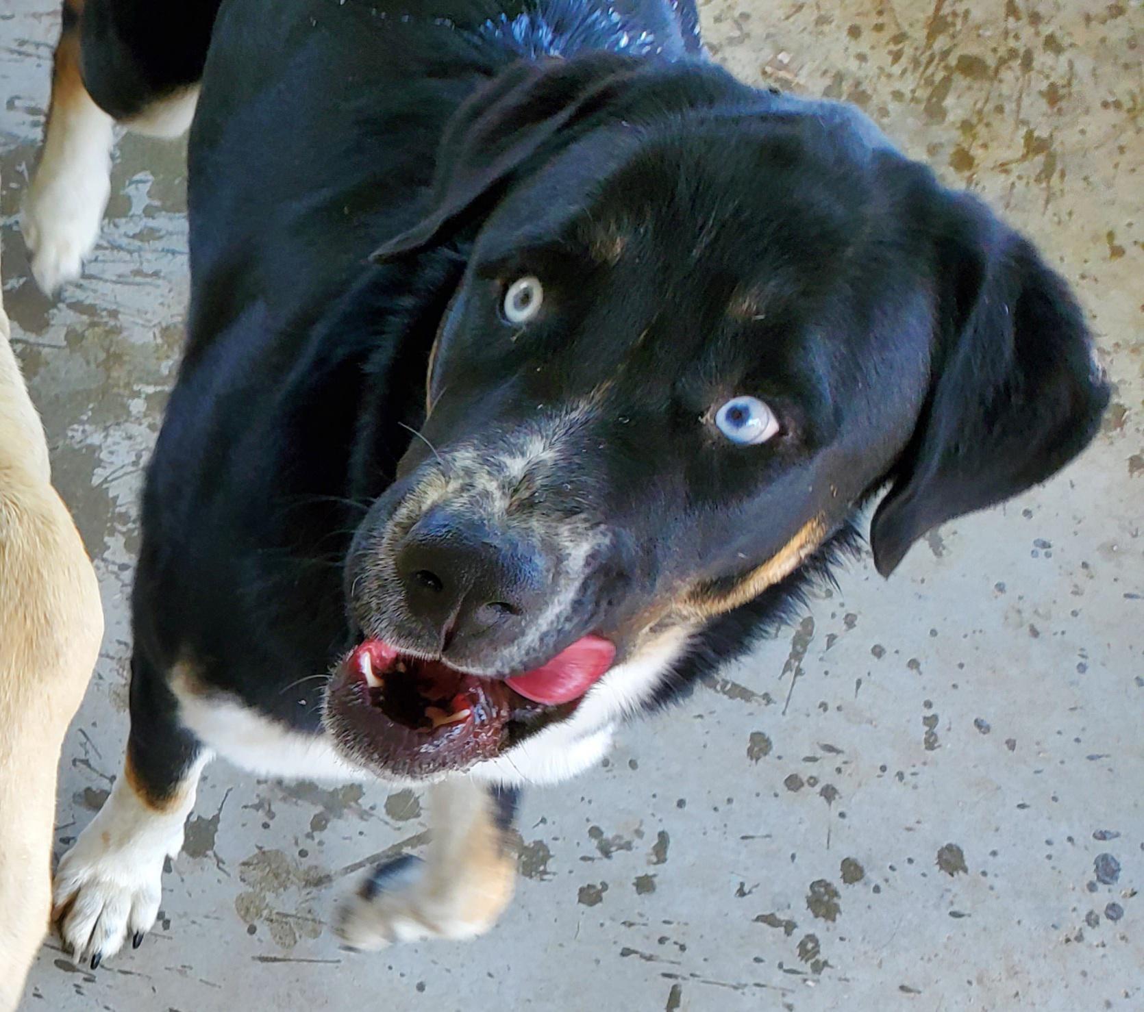 My Neighbor's dog | Scrolller