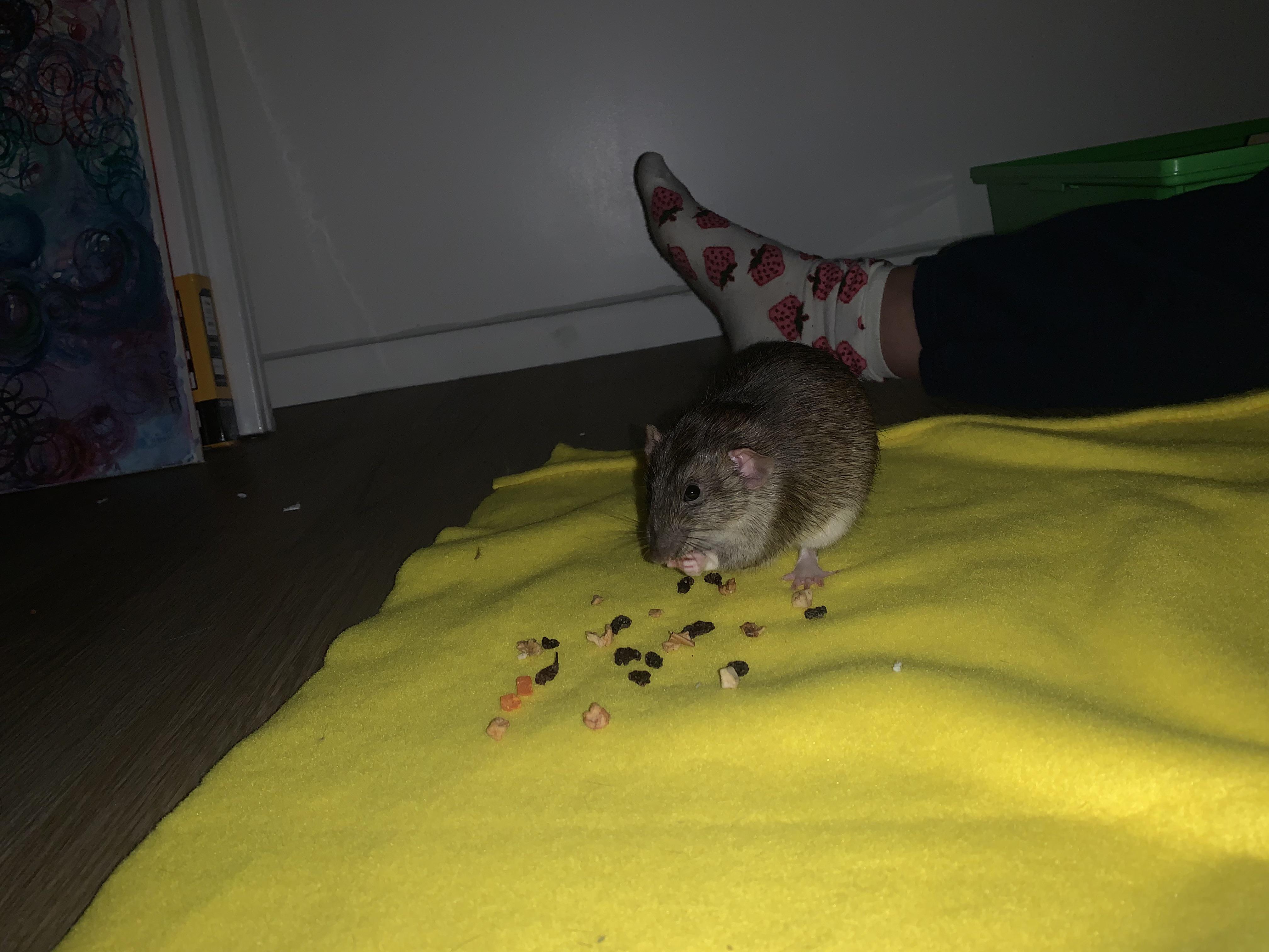 My new 3 footed stinky boy named Edgar | Scrolller