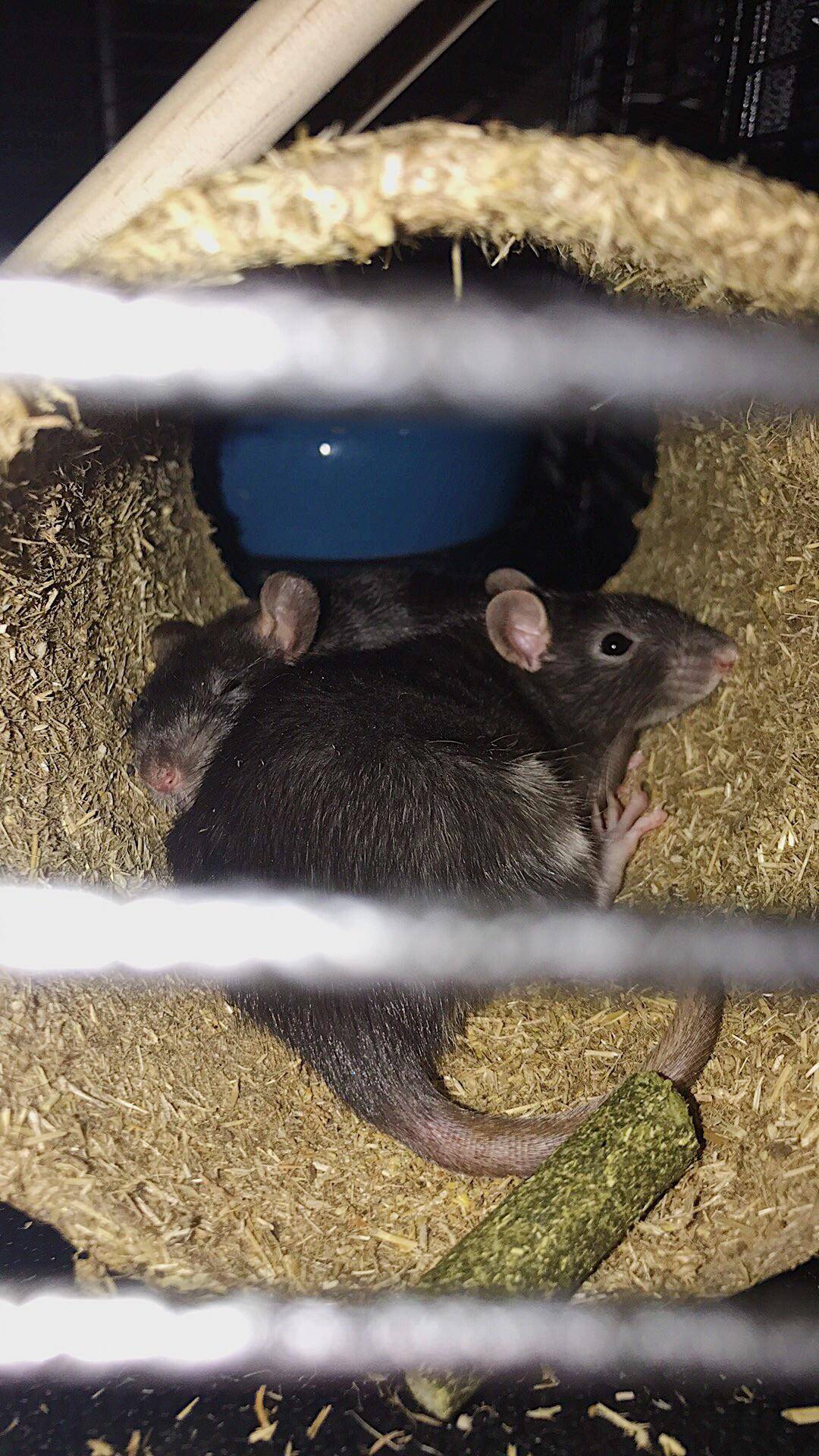 My new babies having some cuddle time 🐀 | Scrolller