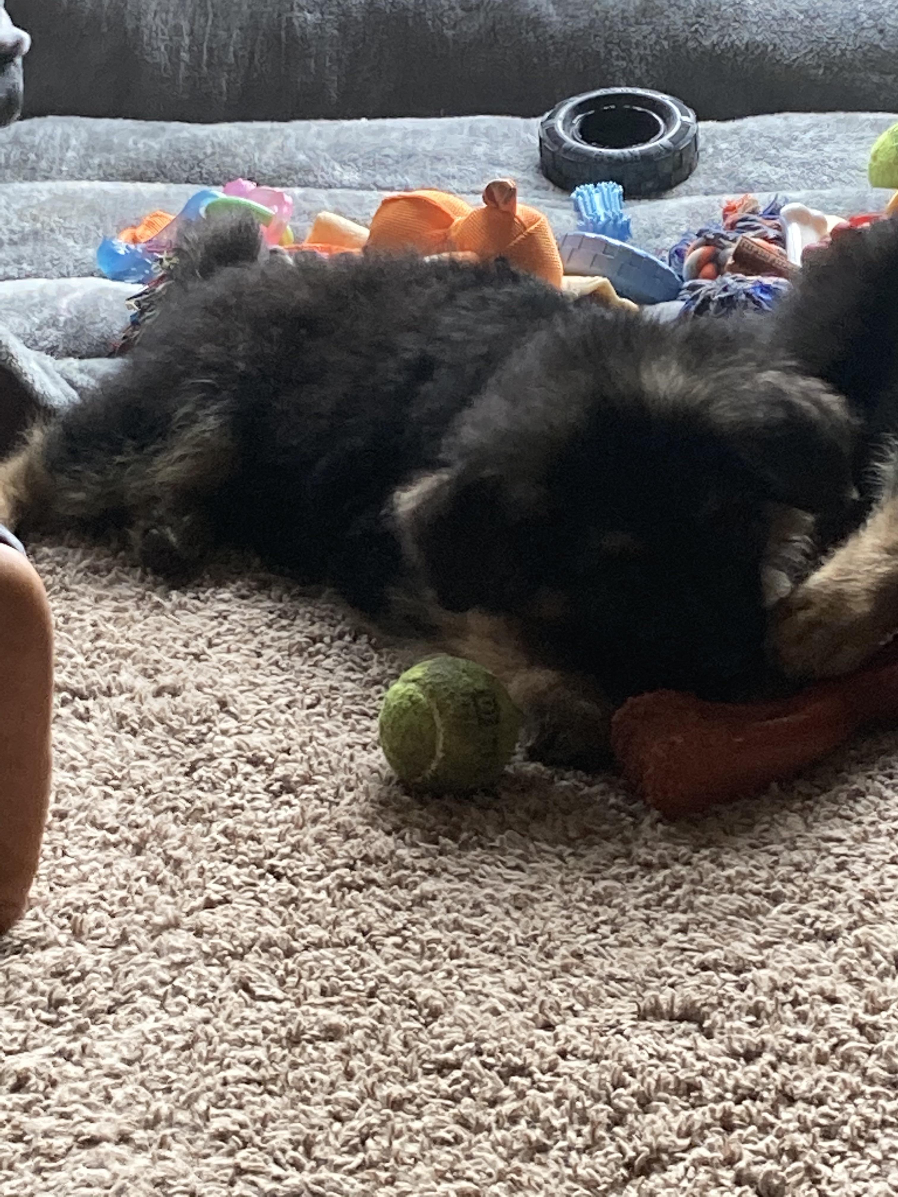 My new gsd puppy Hades | Scrolller