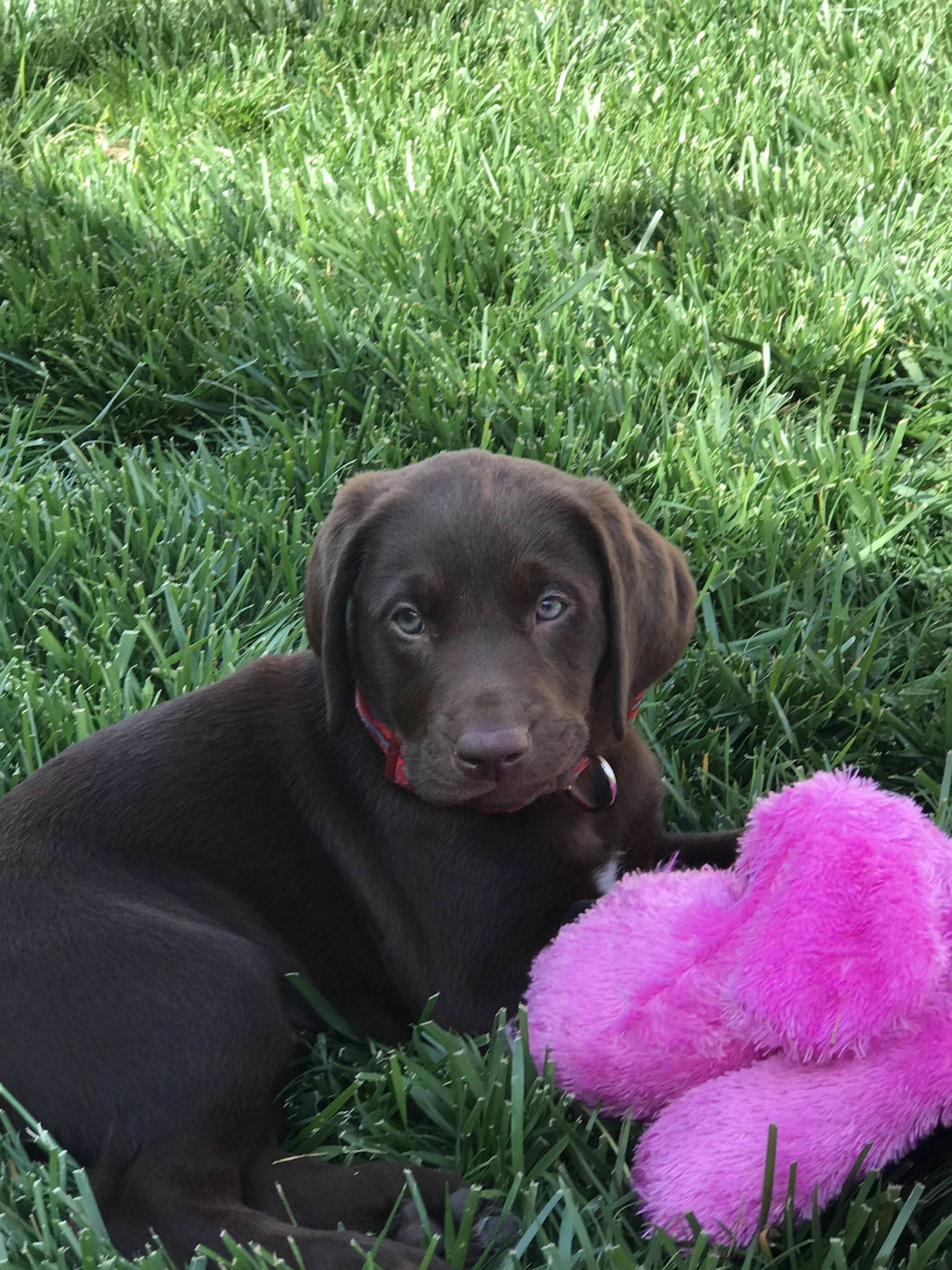 My new pup, Boston. | Scrolller