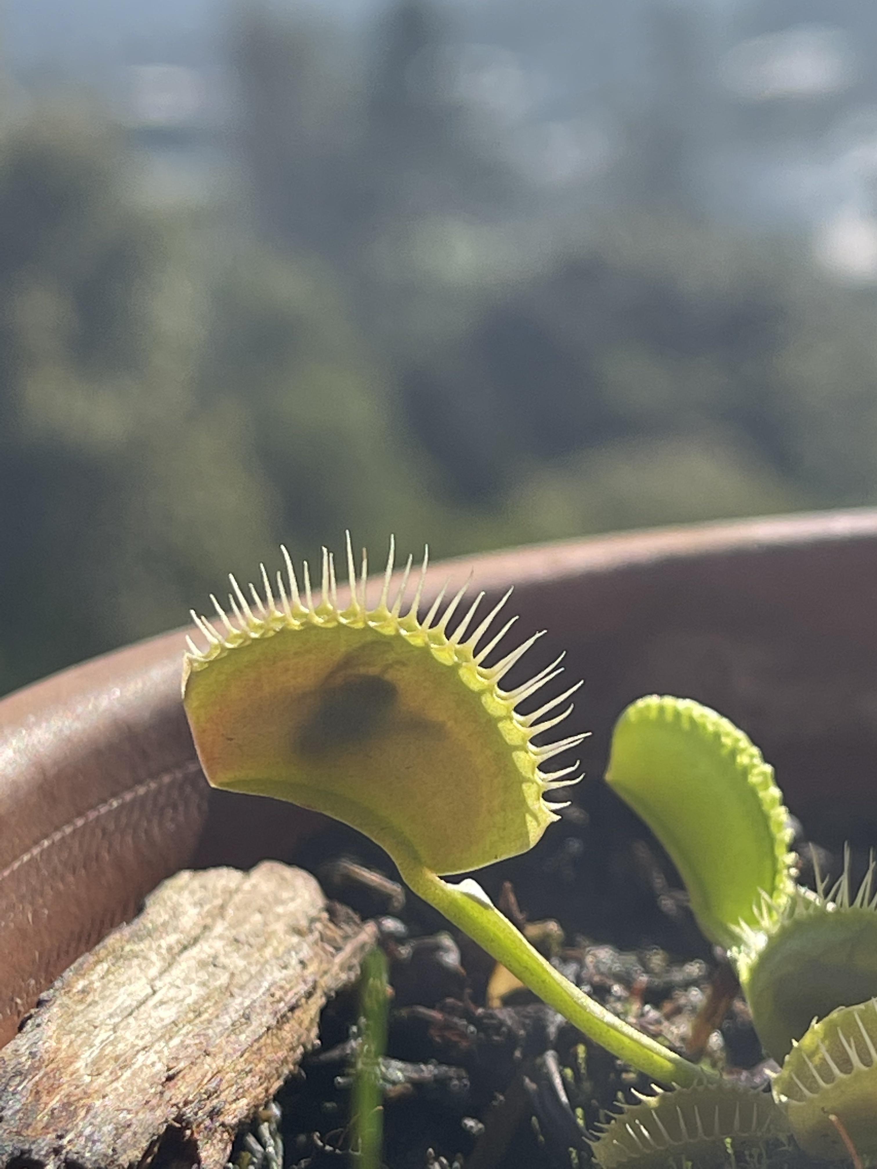 My new Venus Flytrap did its thing for the first time ever. | Scrolller