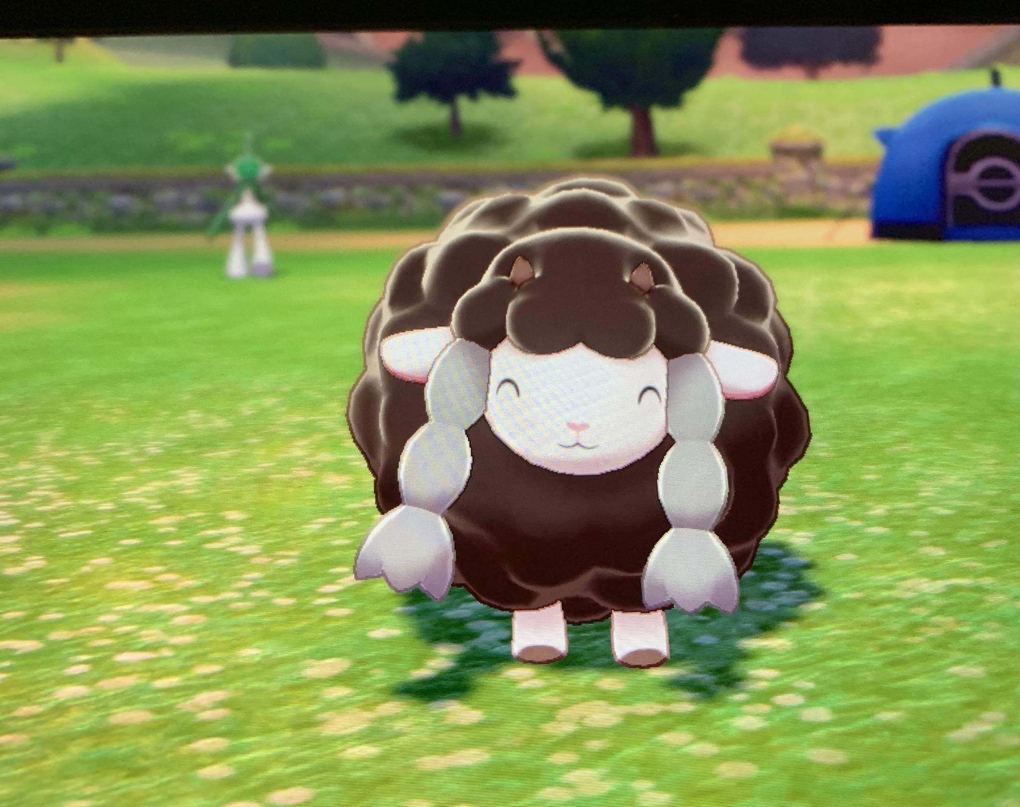 My new Wooloo doing an uwu | Scrolller