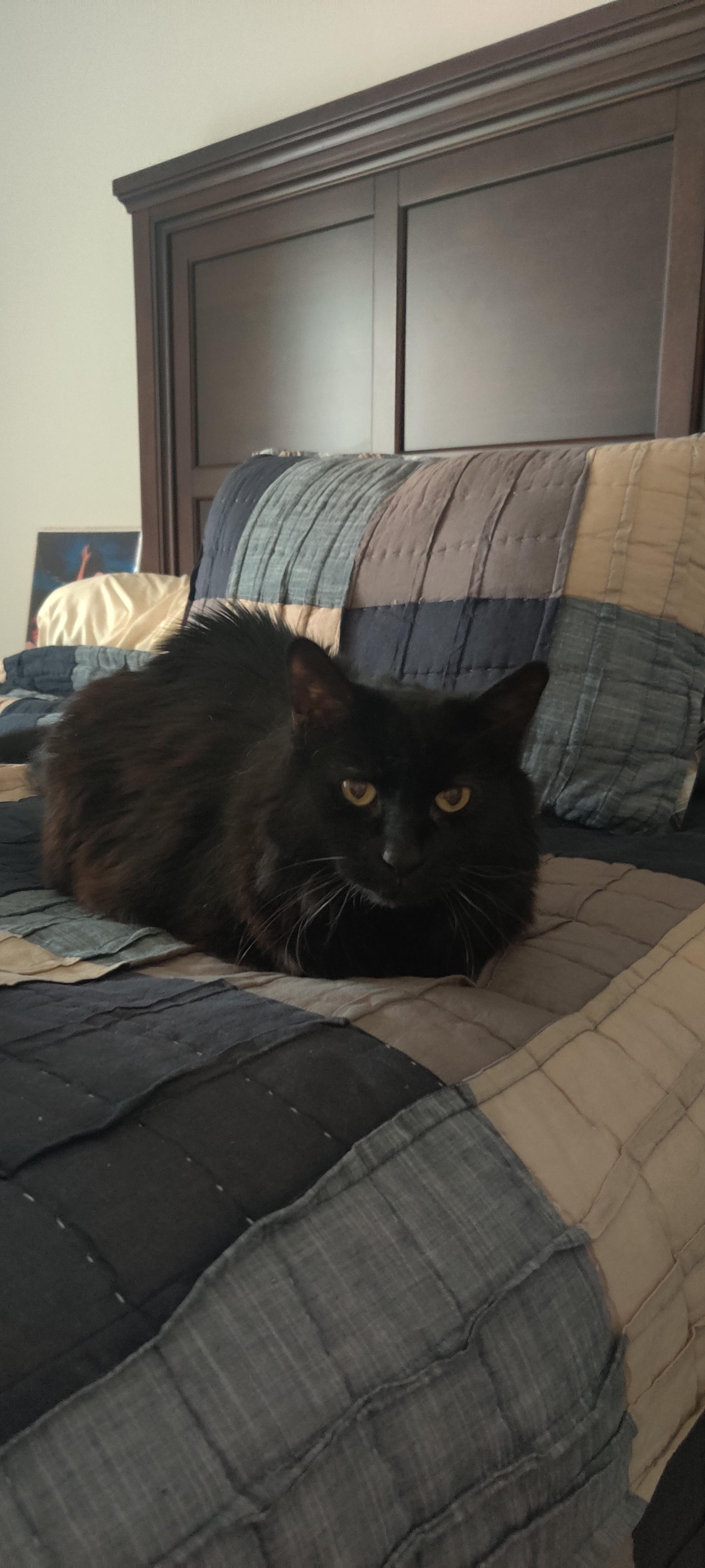 My old lady politely staring me down for some pets | Scrolller