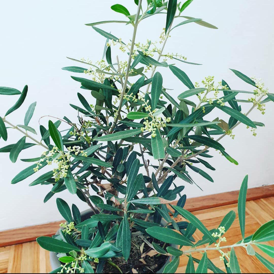 My olive tree is fruiting 💚 | Scrolller
