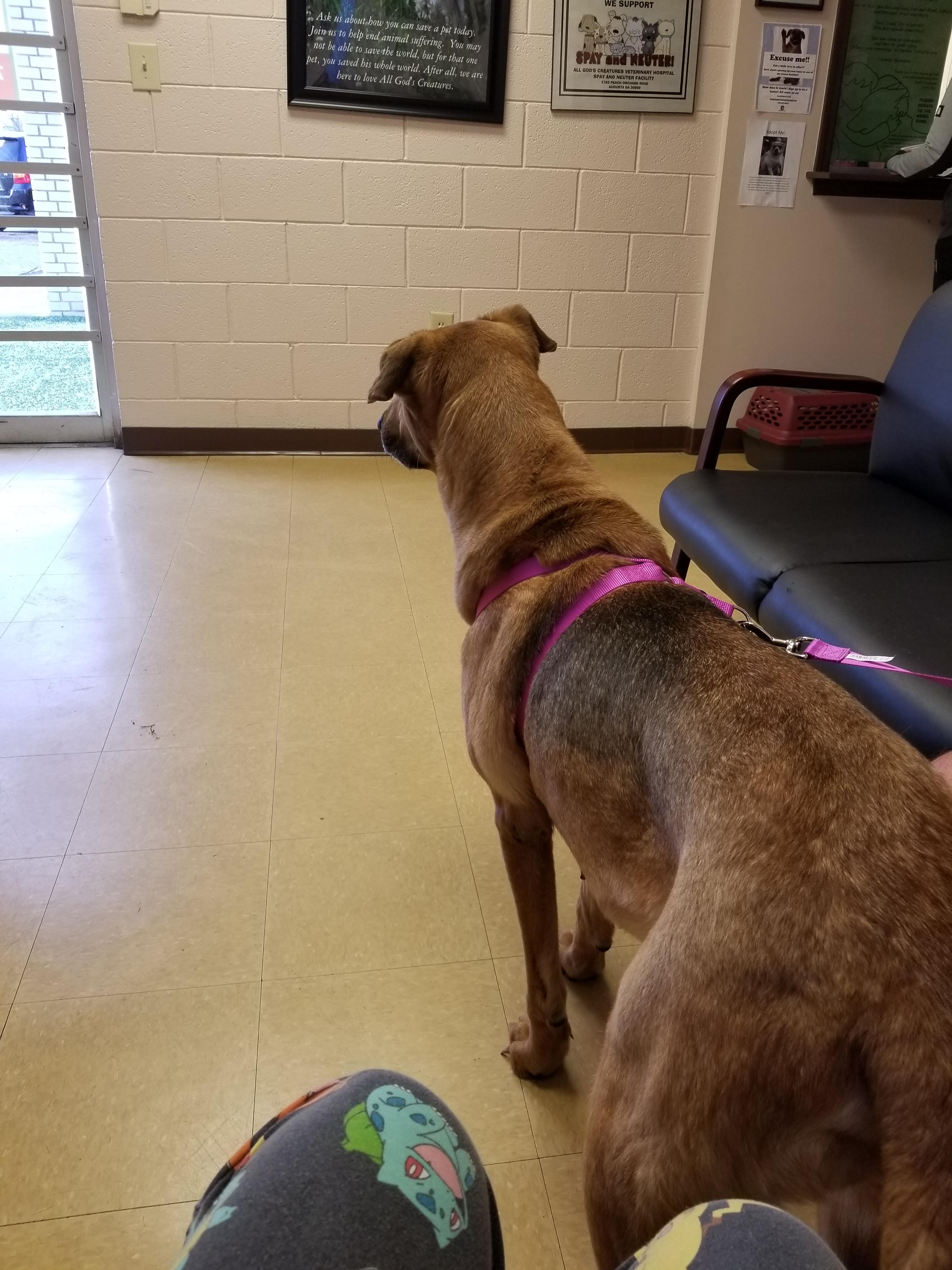 My Original Rescue! | Scrolller