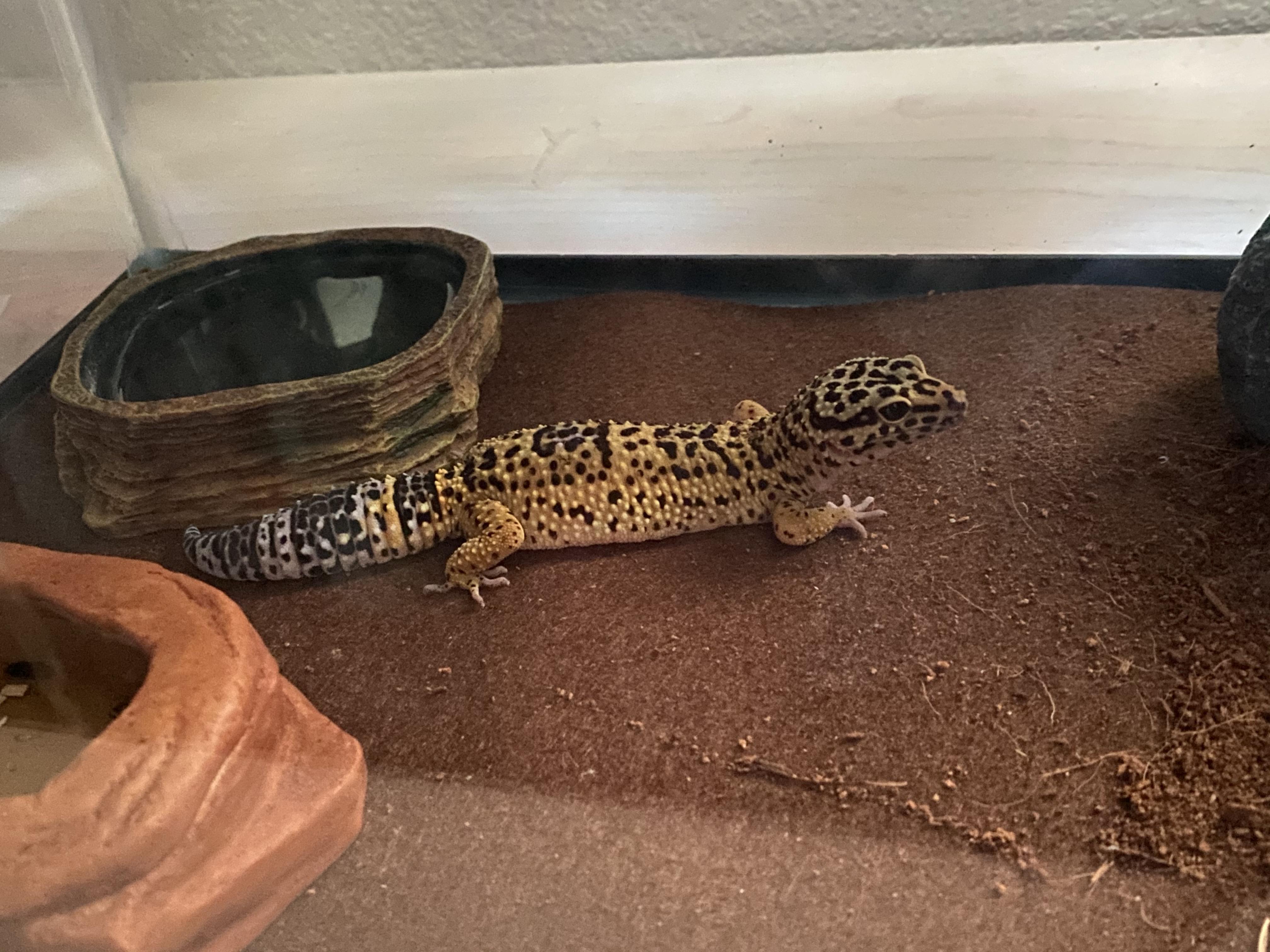 My other Leopard Gecko, Nugget! | Scrolller