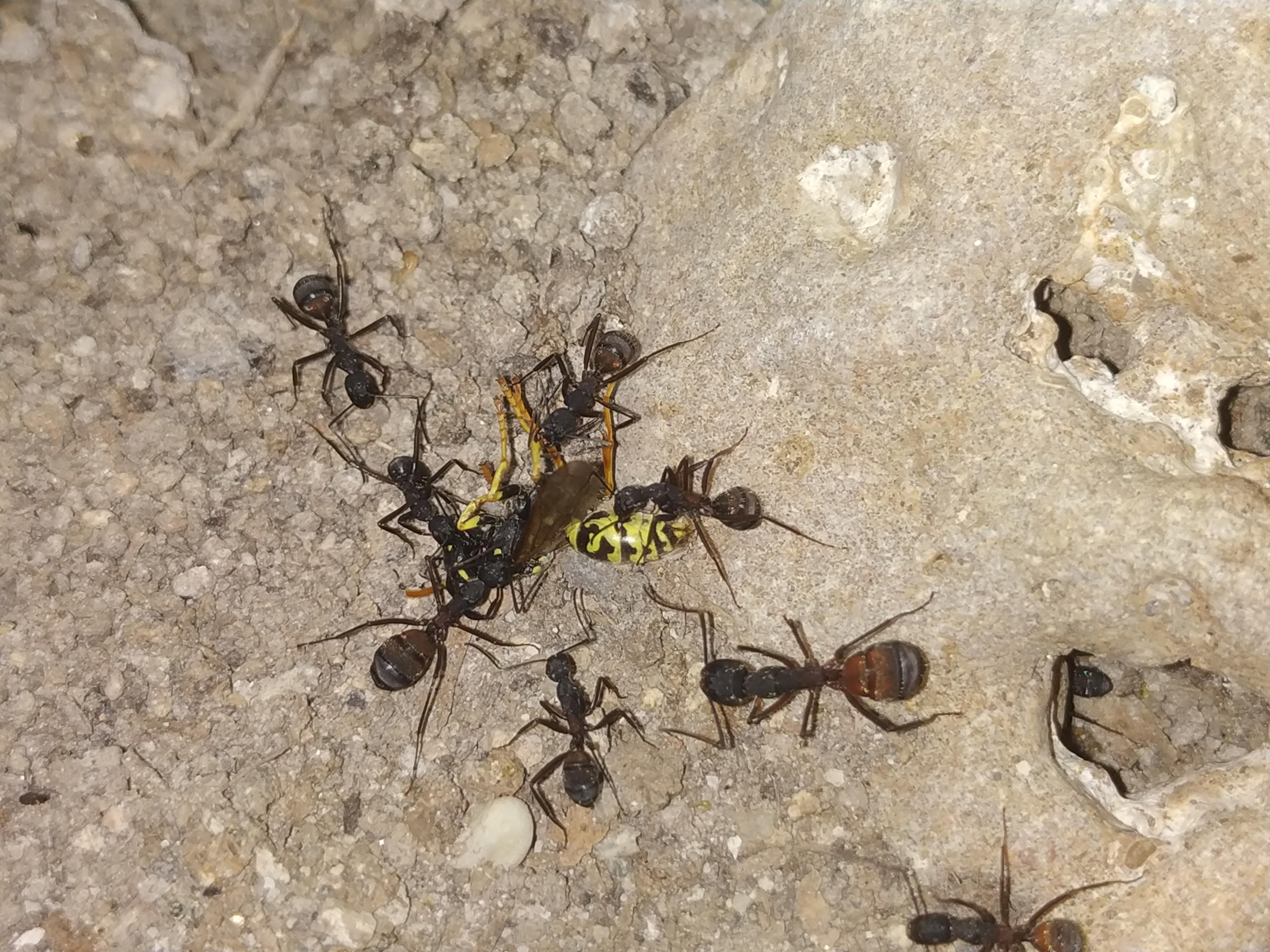 My pet ants really like eating wasps | Scrolller
