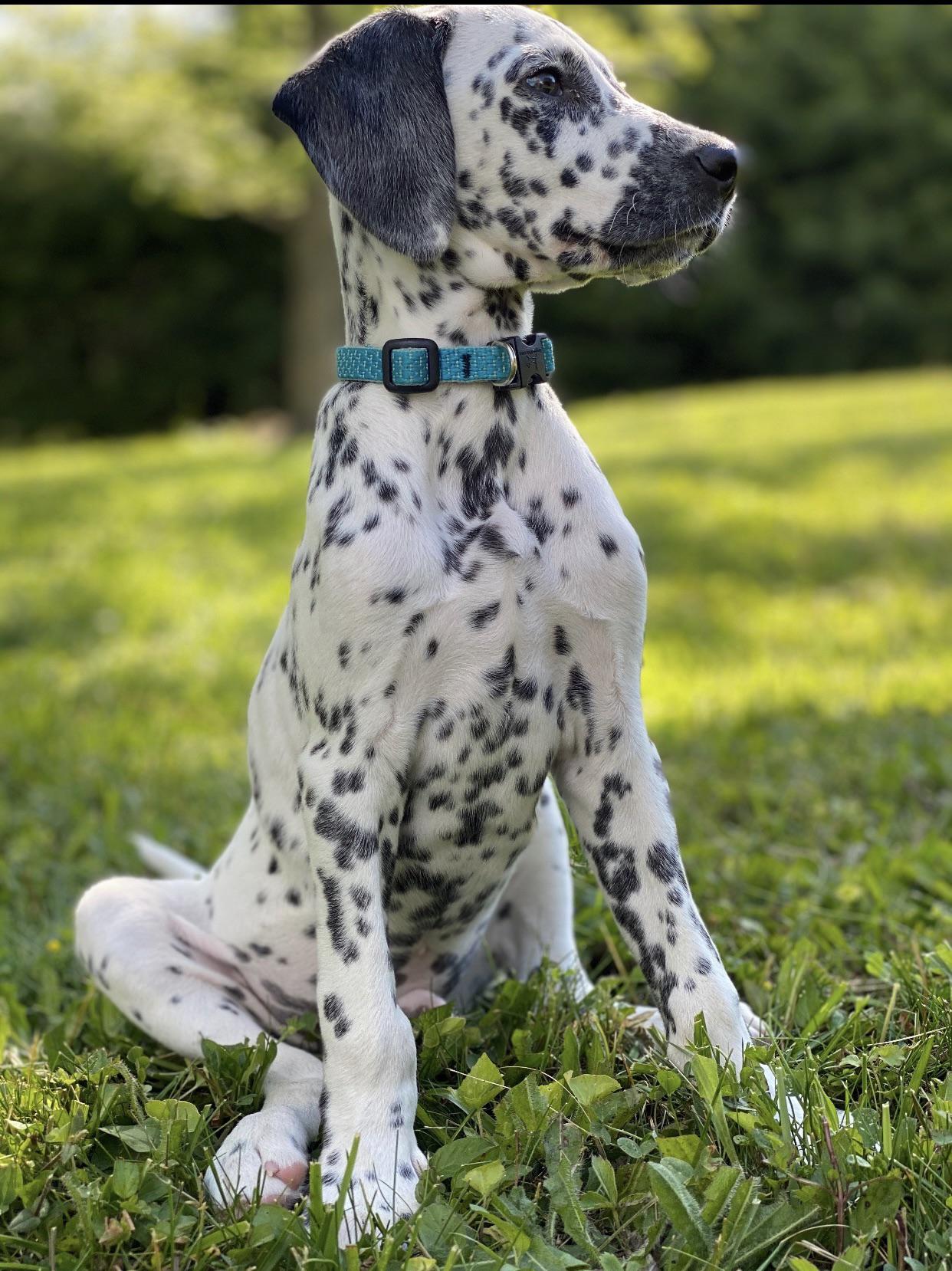 My photogenic boy ️🐶 | Scrolller