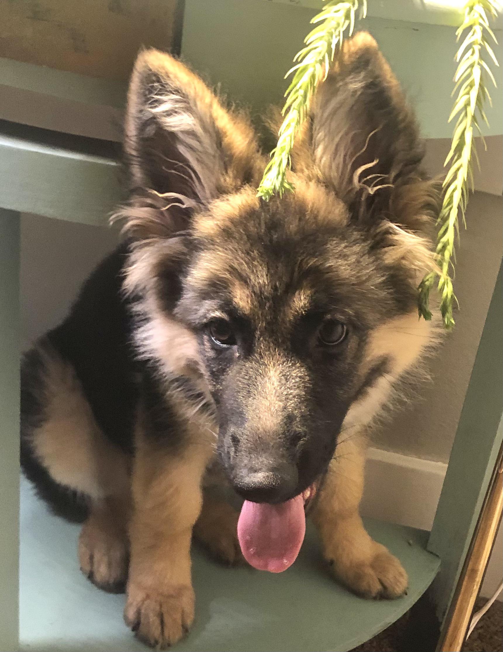 My pretty little jerk acting like I didn’t just catch her mid-plant chomp. When does the land ...