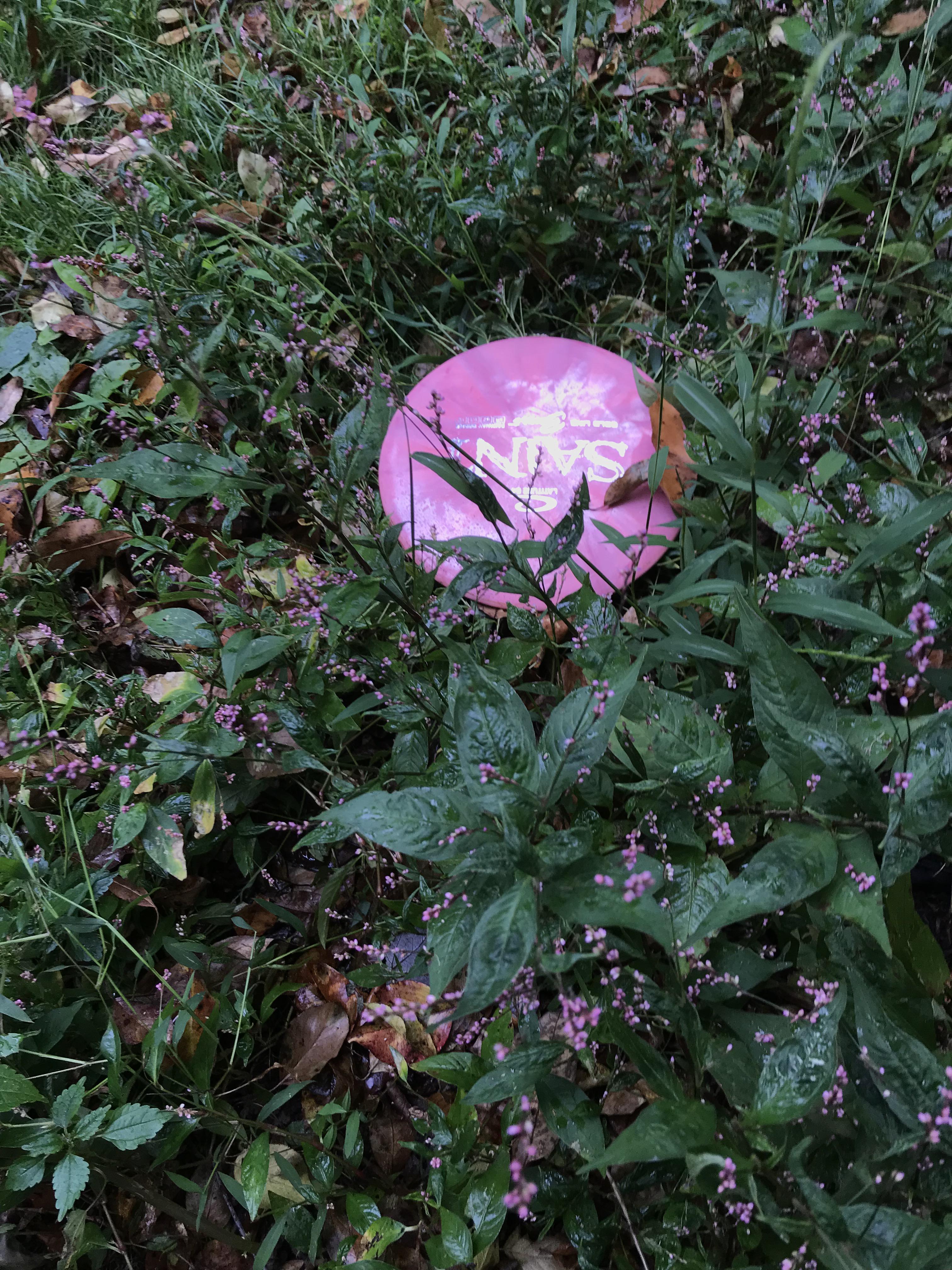 My pretty pink disc landed in pretty pink flowers. | Scrolller