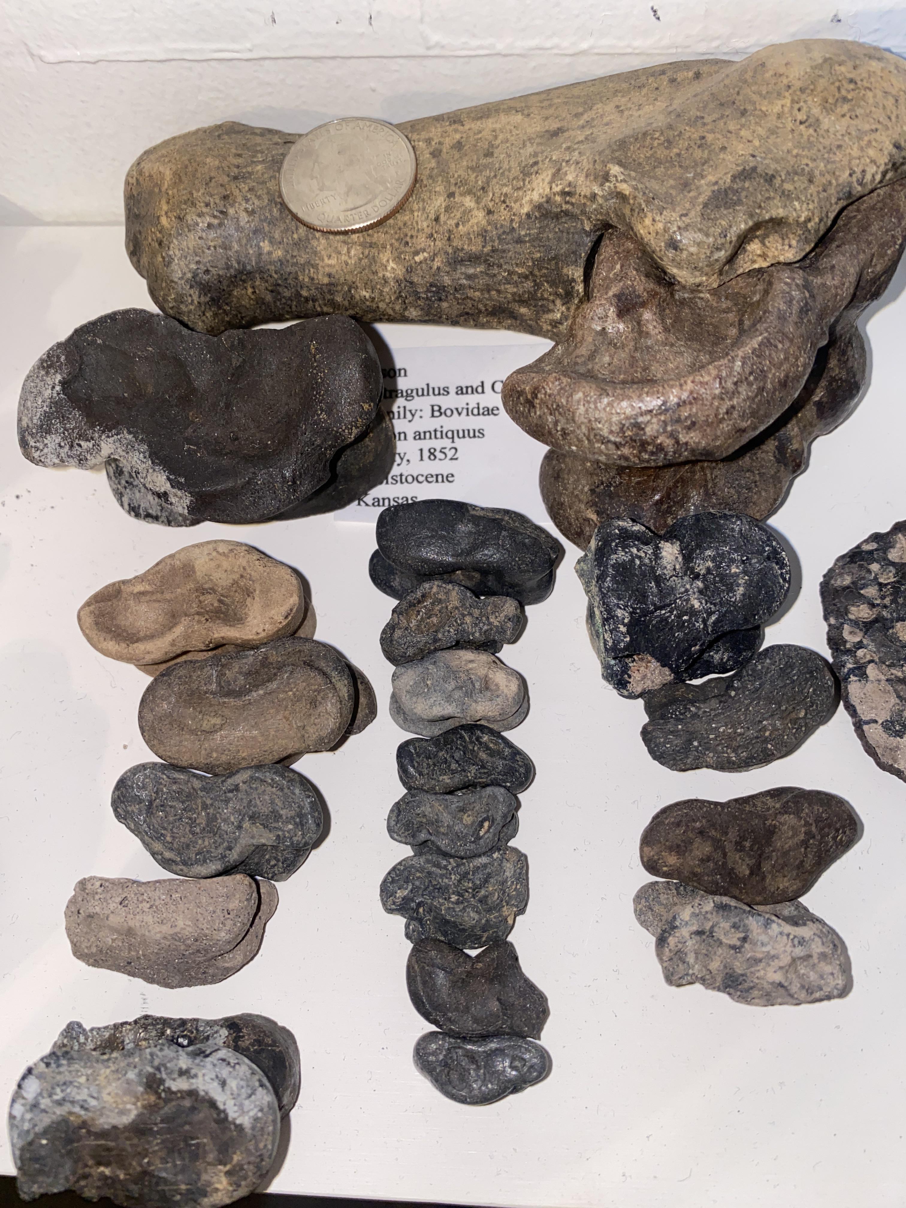 My prized collection 😌😌😌 my astragalus bones 🥰 idk why I love them so much 🤪 | Scrolller