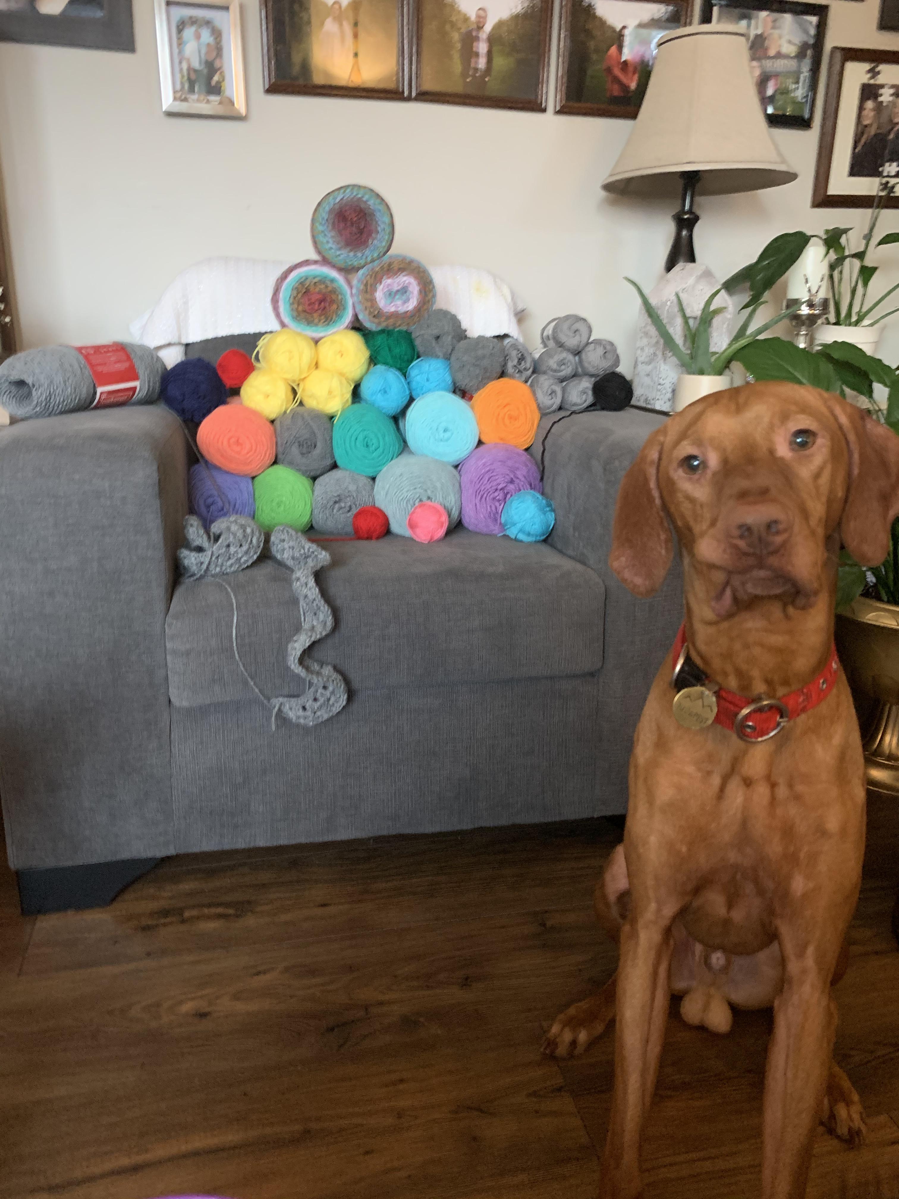 My pup with my yarn stash | Scrolller