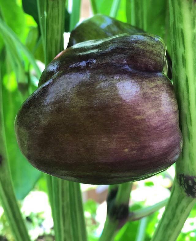 My purple bell peppers 💚 | Scrolller