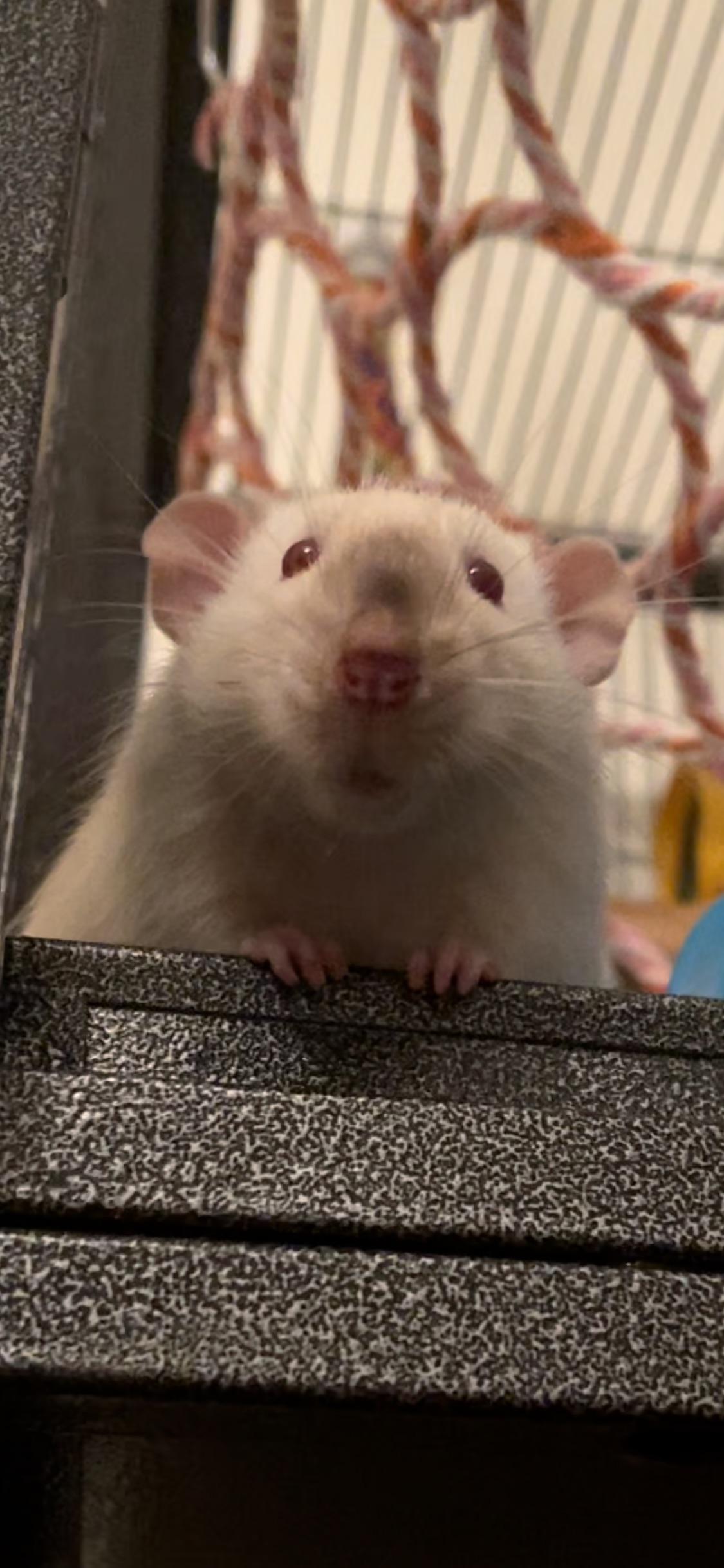 🥺🥺 my ratto bug was looking too cute in this | Scrolller