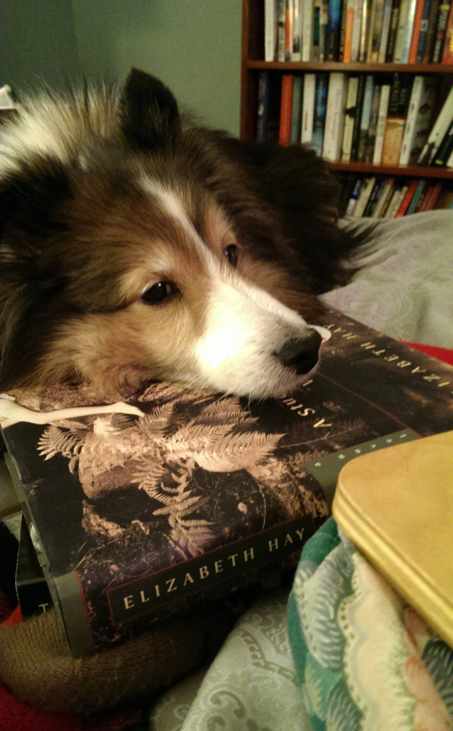 My reading buddy | Scrolller