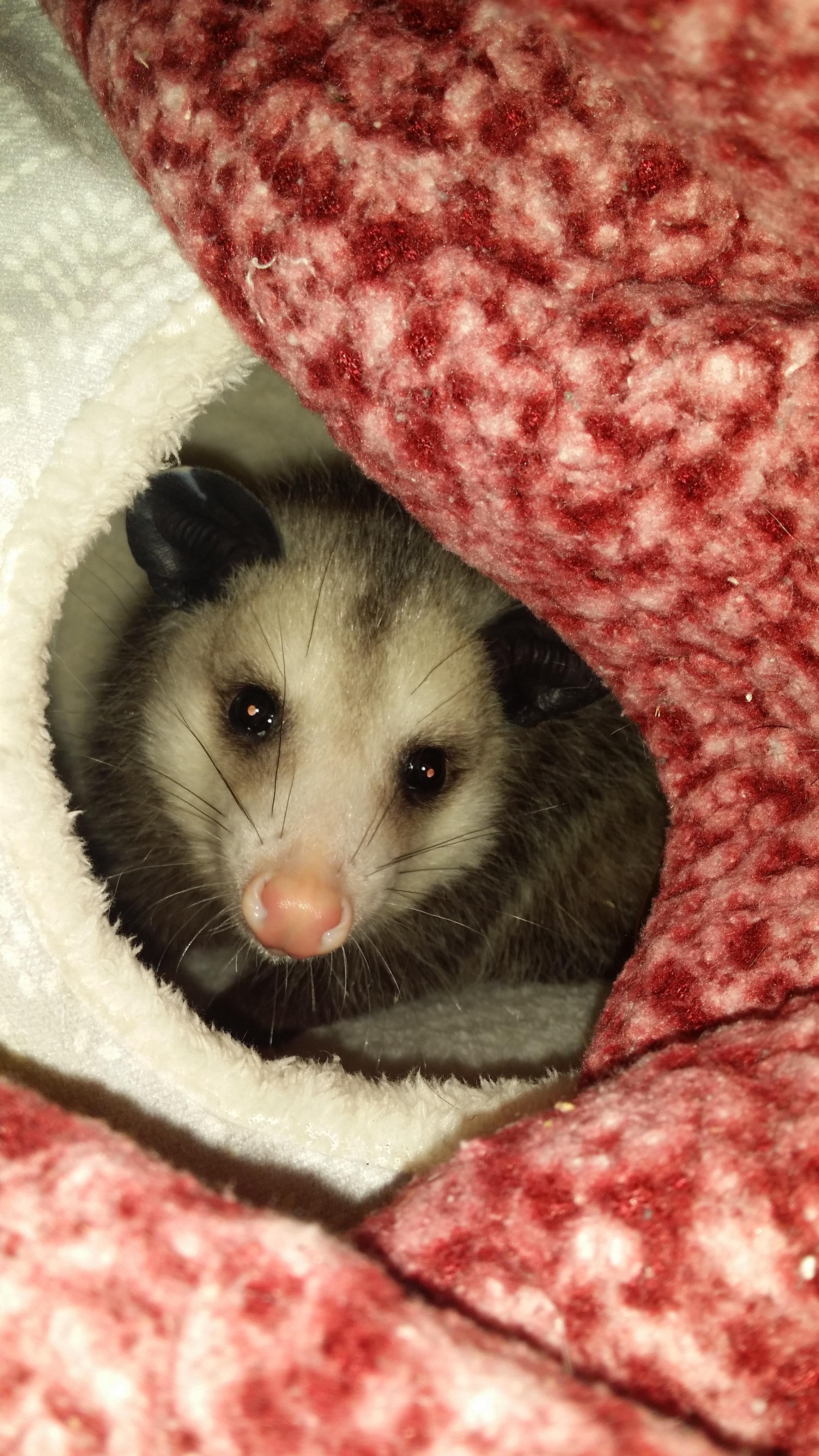 My scramble boy. | Scrolller