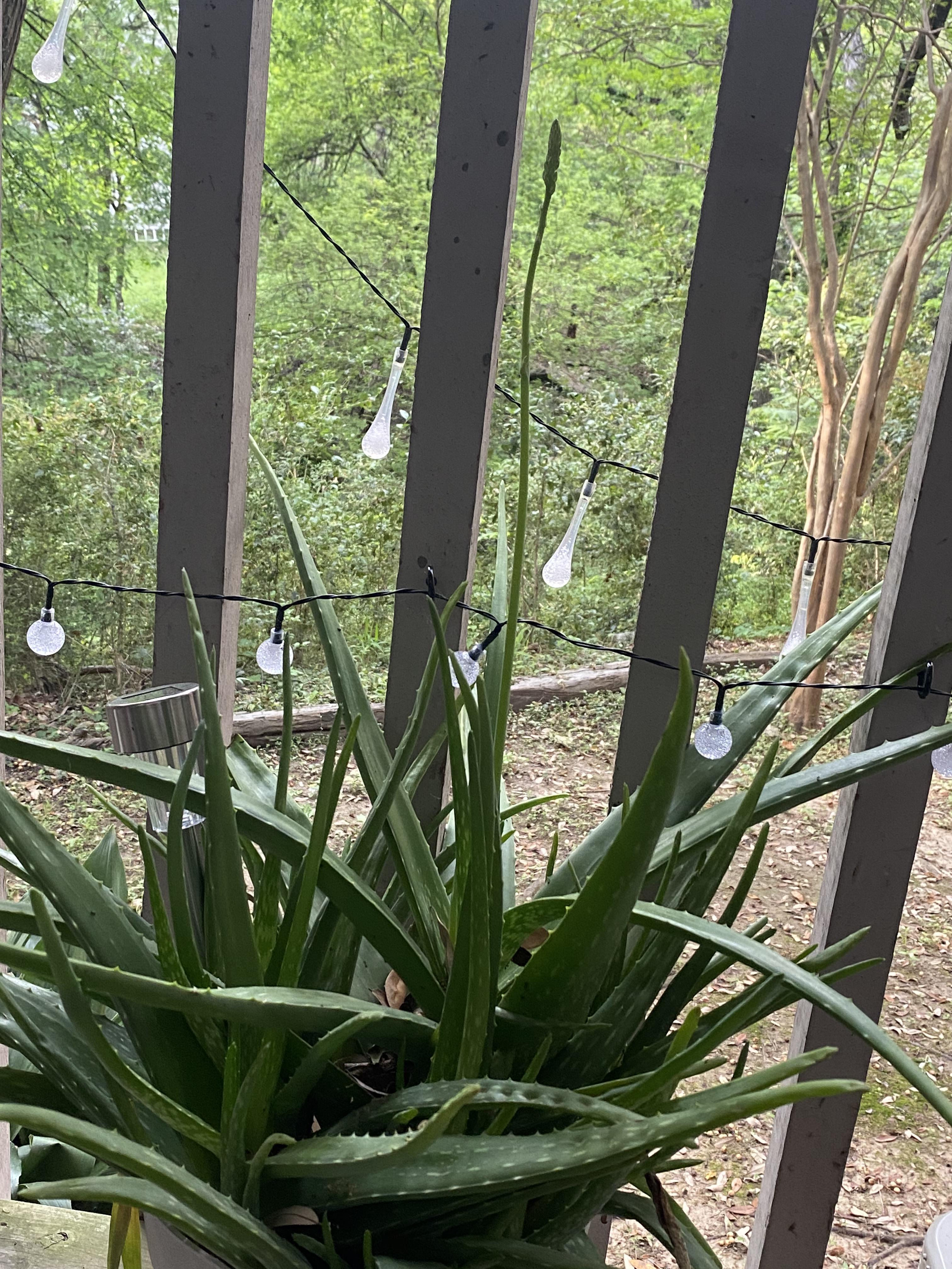 My second aloe Vera bloom! | Scrolller