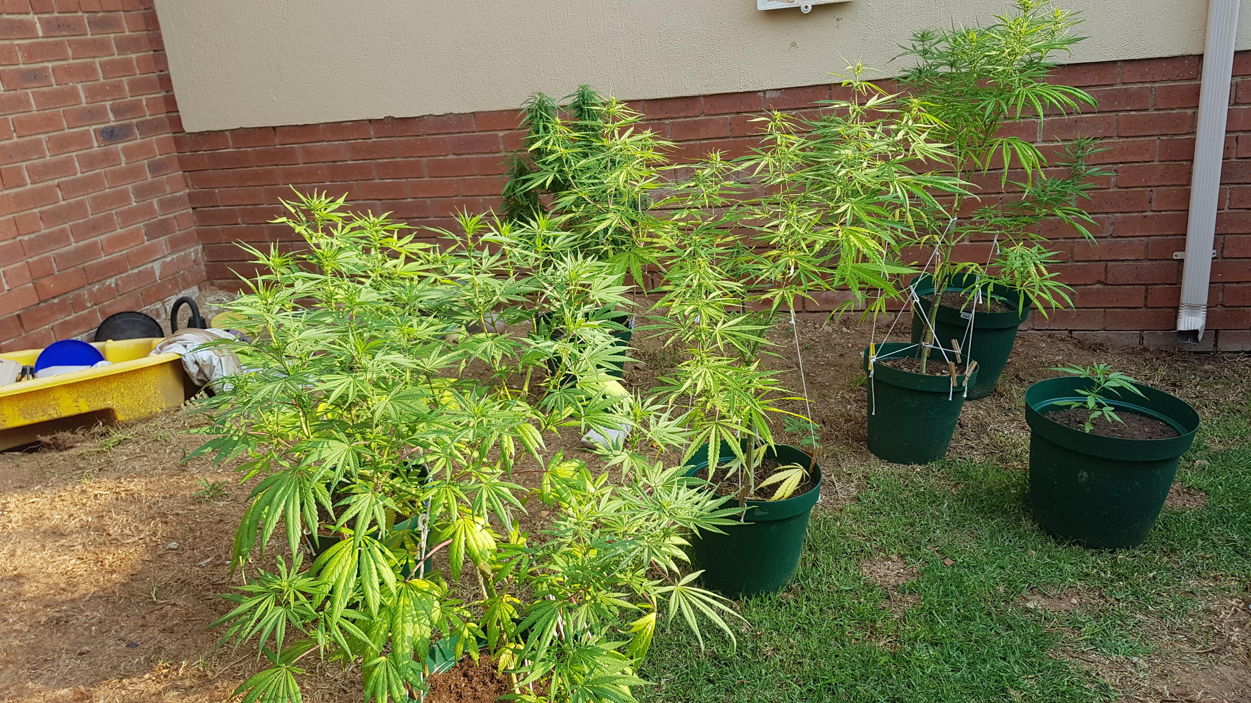 My second, and final, grow before we emigrate. 4 months to flower, dry, and use all of this ...