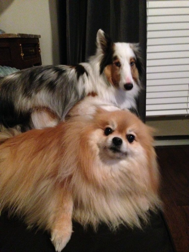 My Sheltie & her buddy | Scrolller