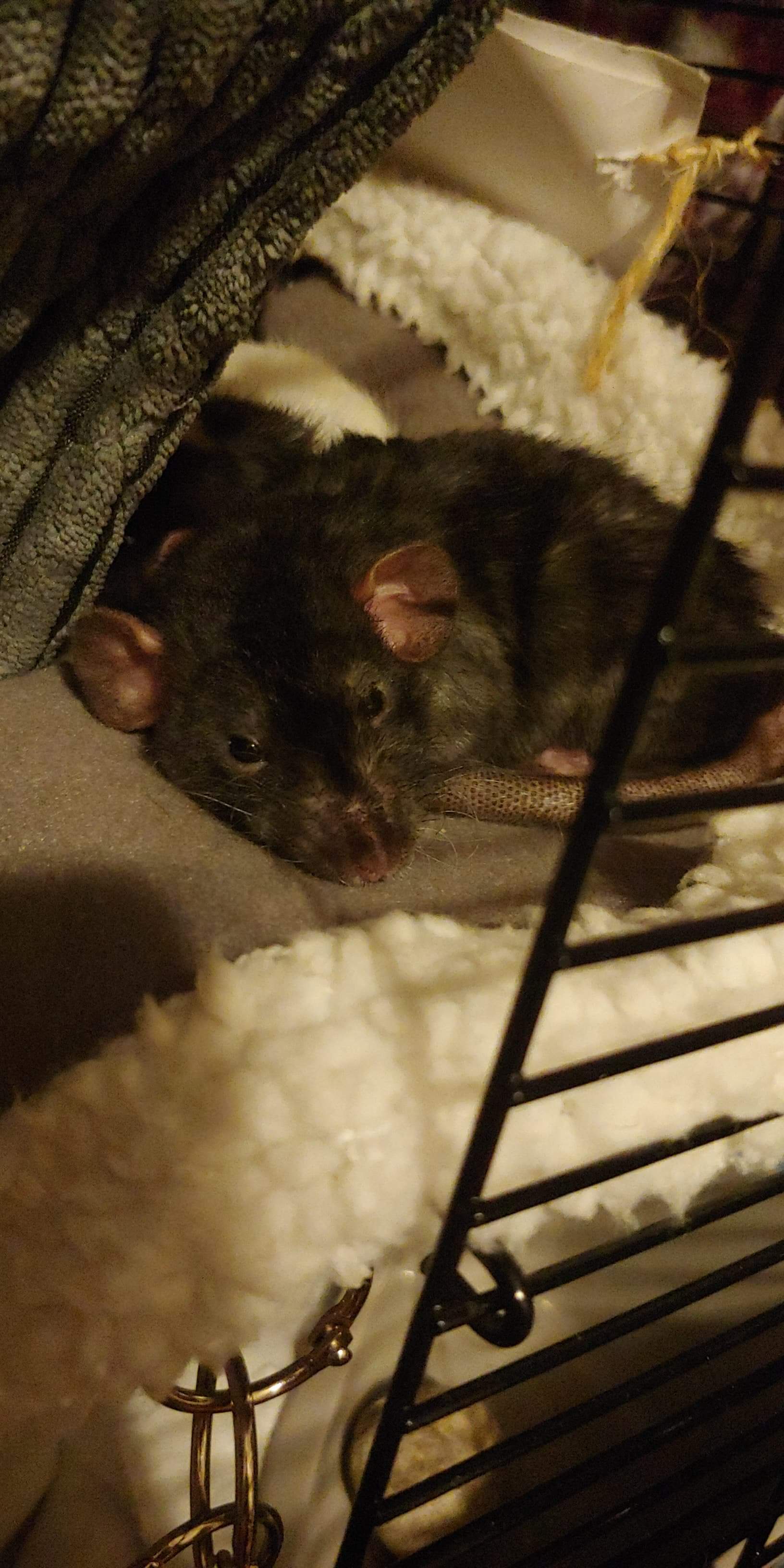 My sleepy boy:) | Scrolller
