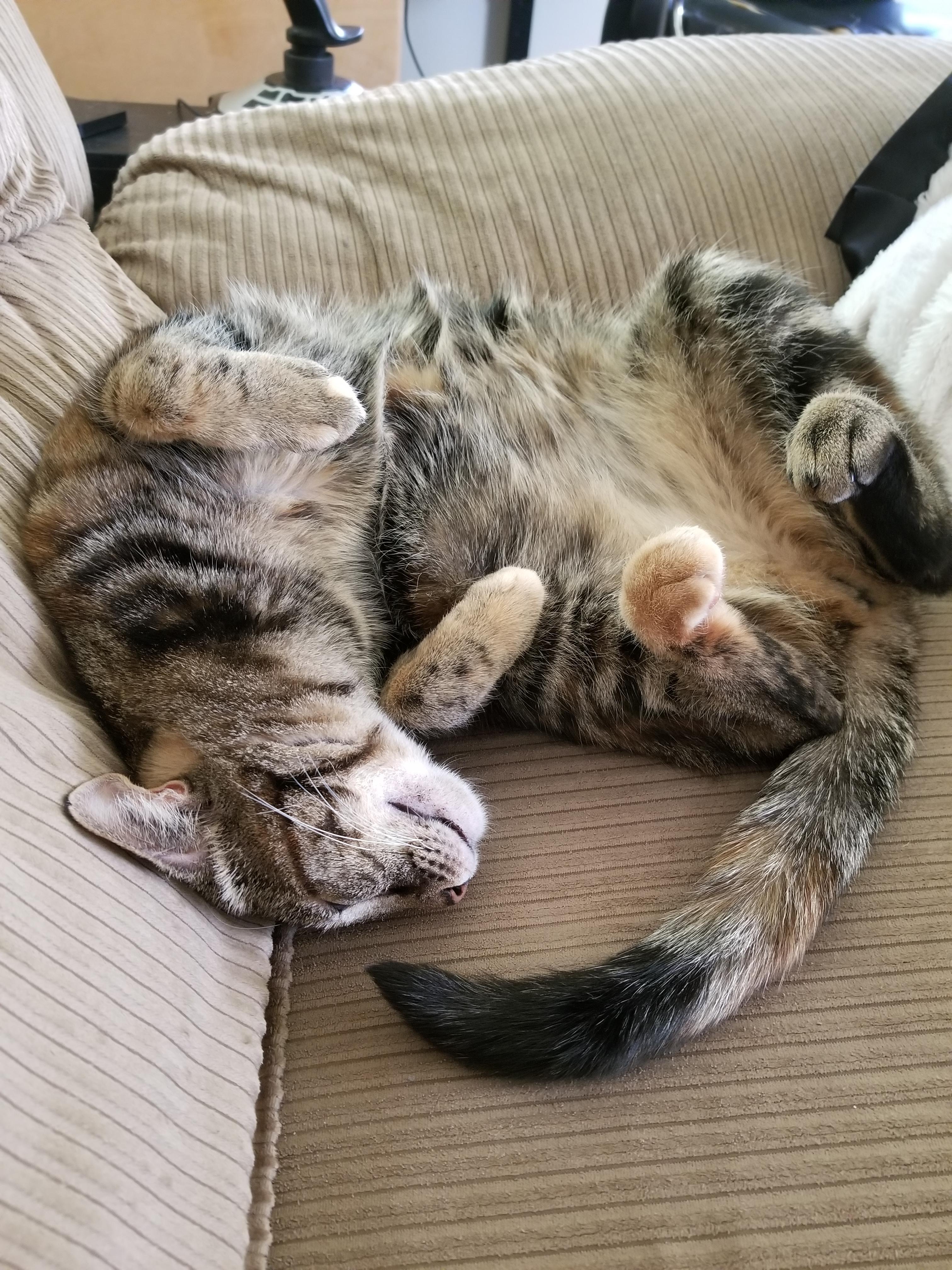 My sleepy Coco Bean | Scrolller