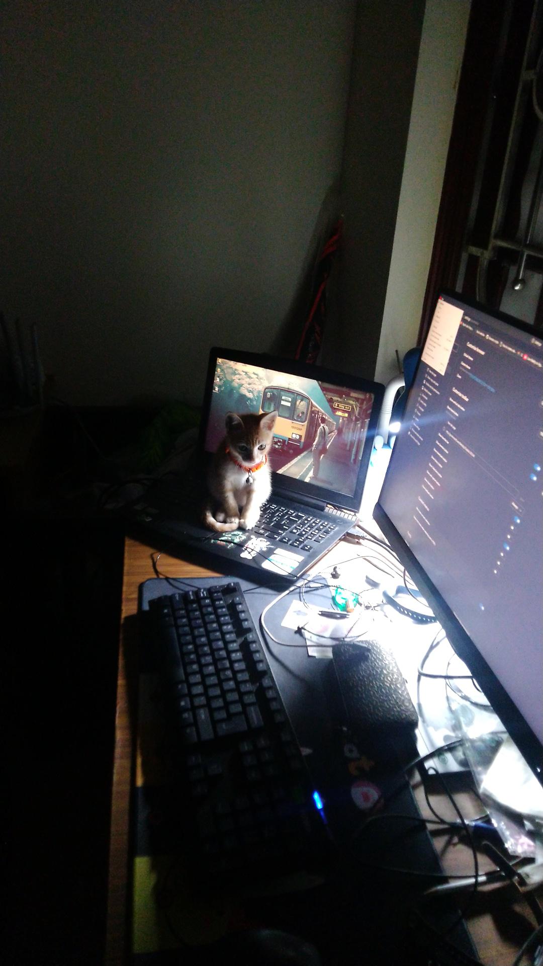 my smol kitty on keyboard | Scrolller
