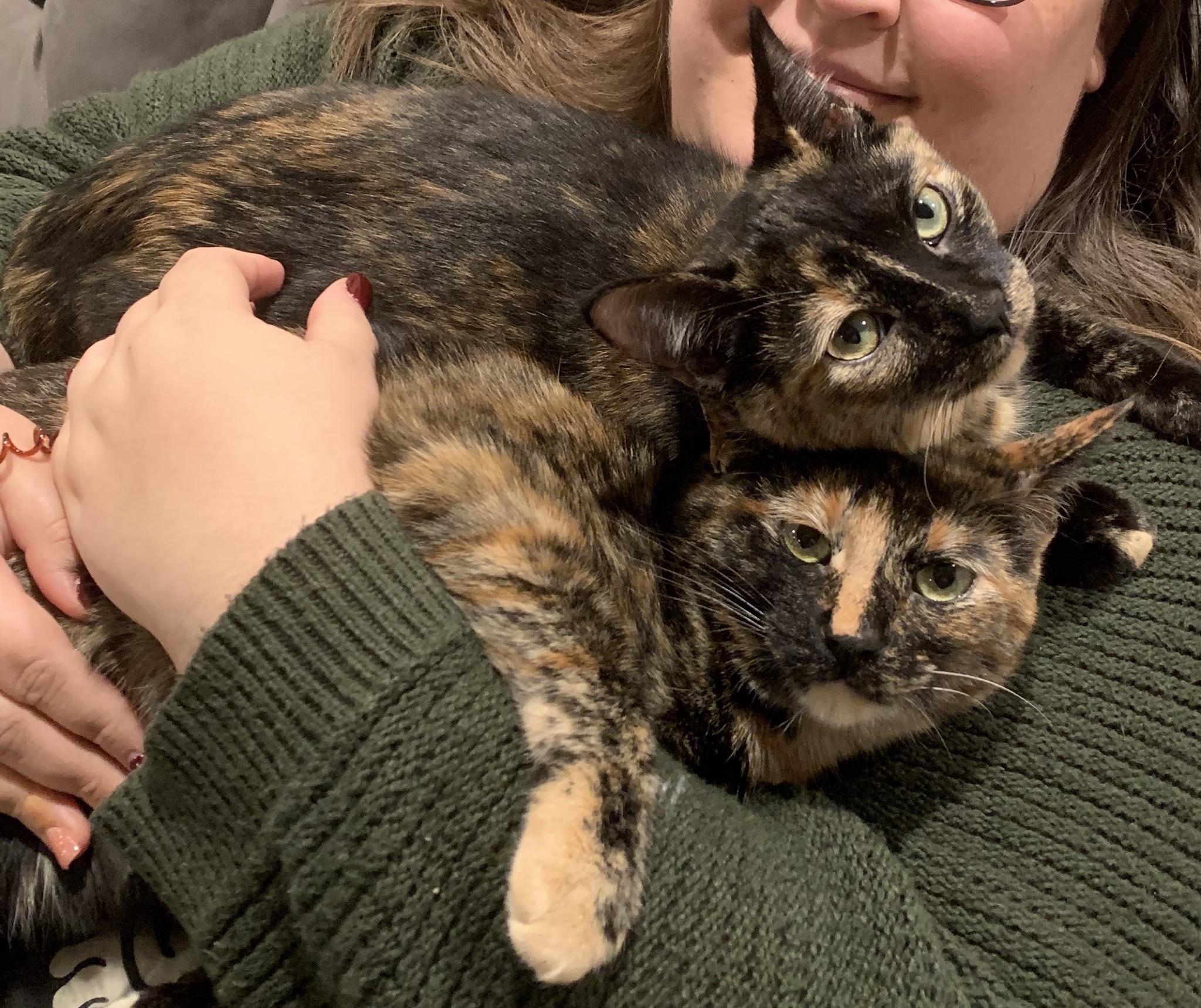 My snuggly sisters, Turtle and Tortilla ️ | Scrolller