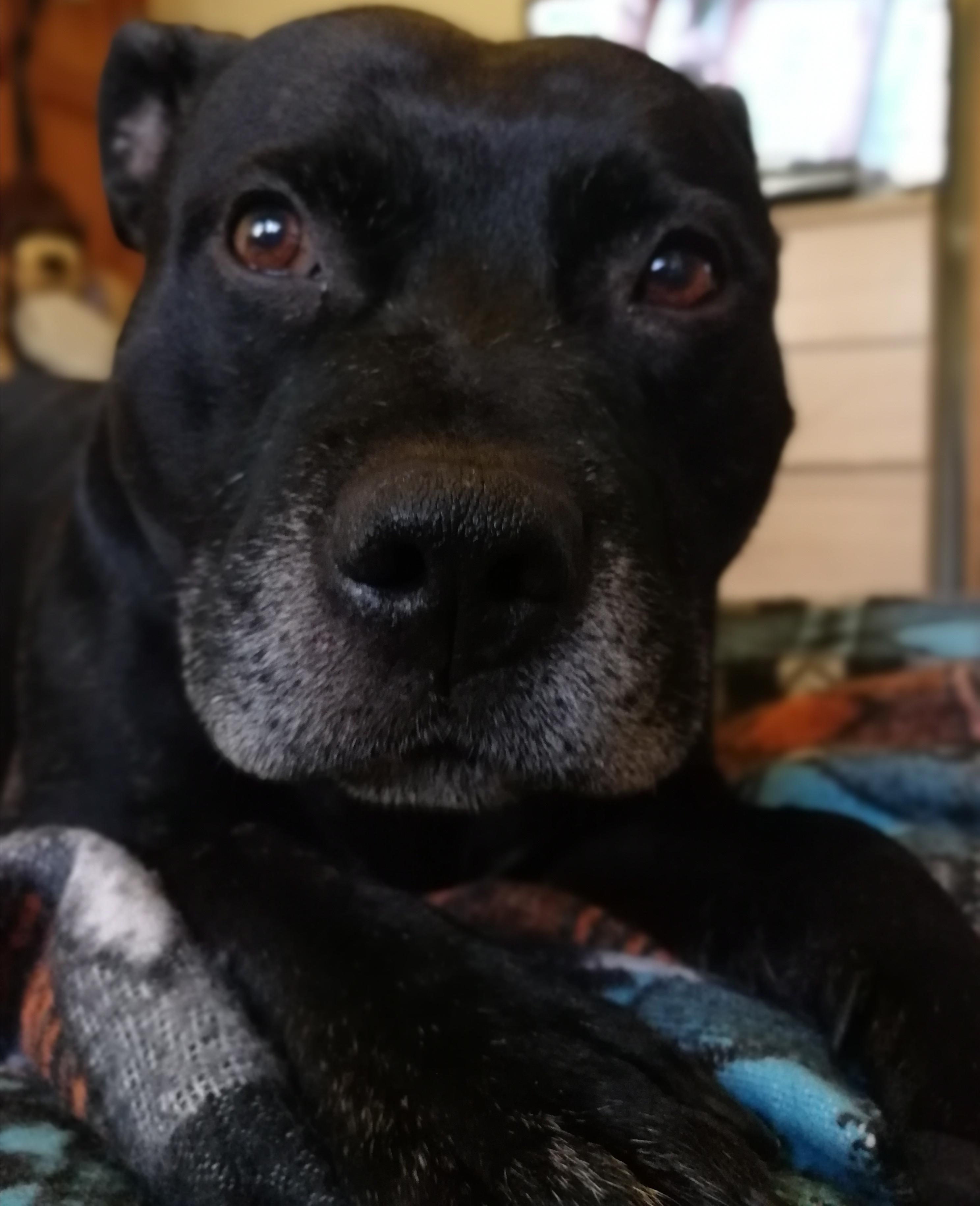 My Staffy wishes you all a good afternoon | Scrolller