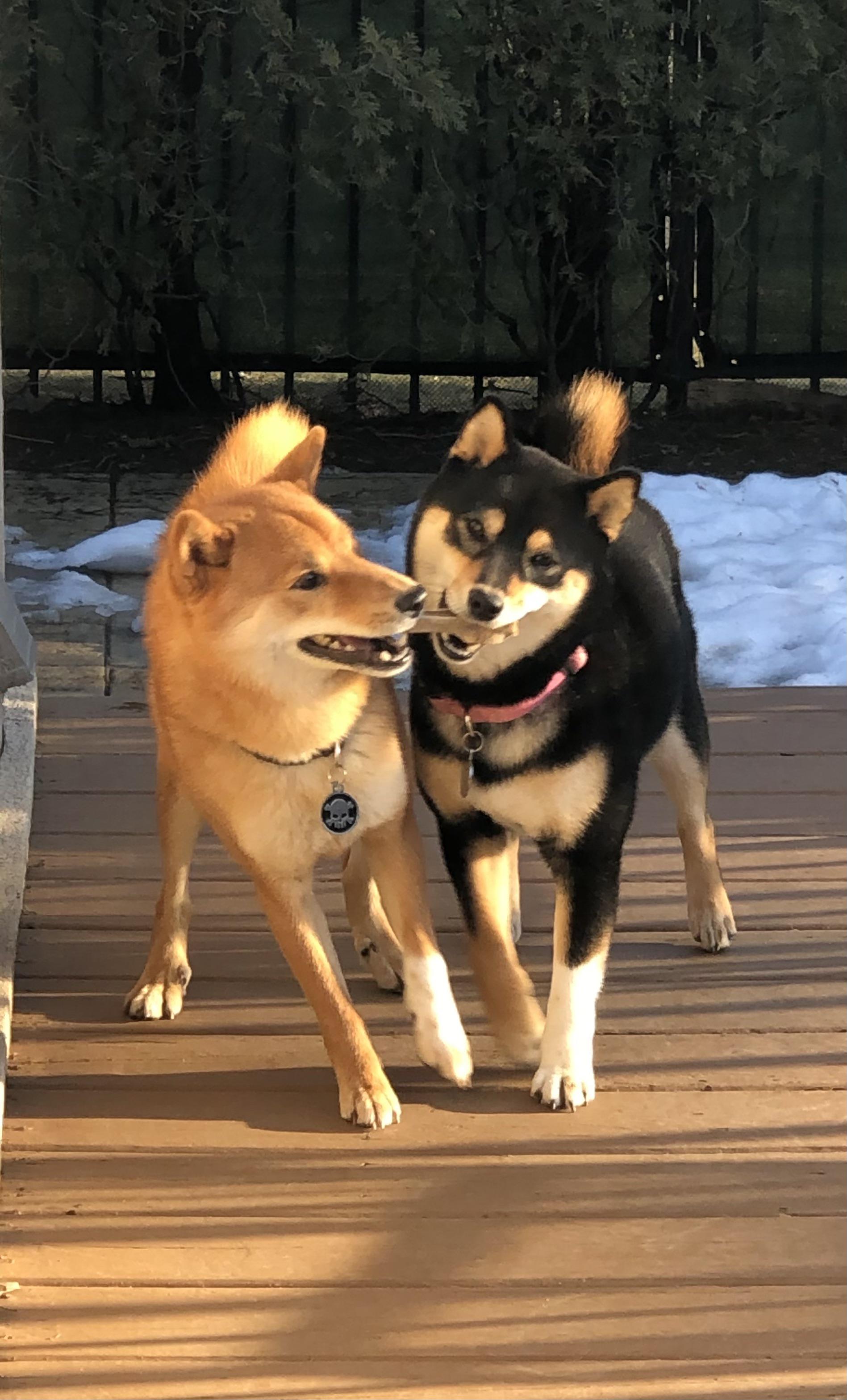 “My stick” “Nooo, that one’s mine!” | Scrolller