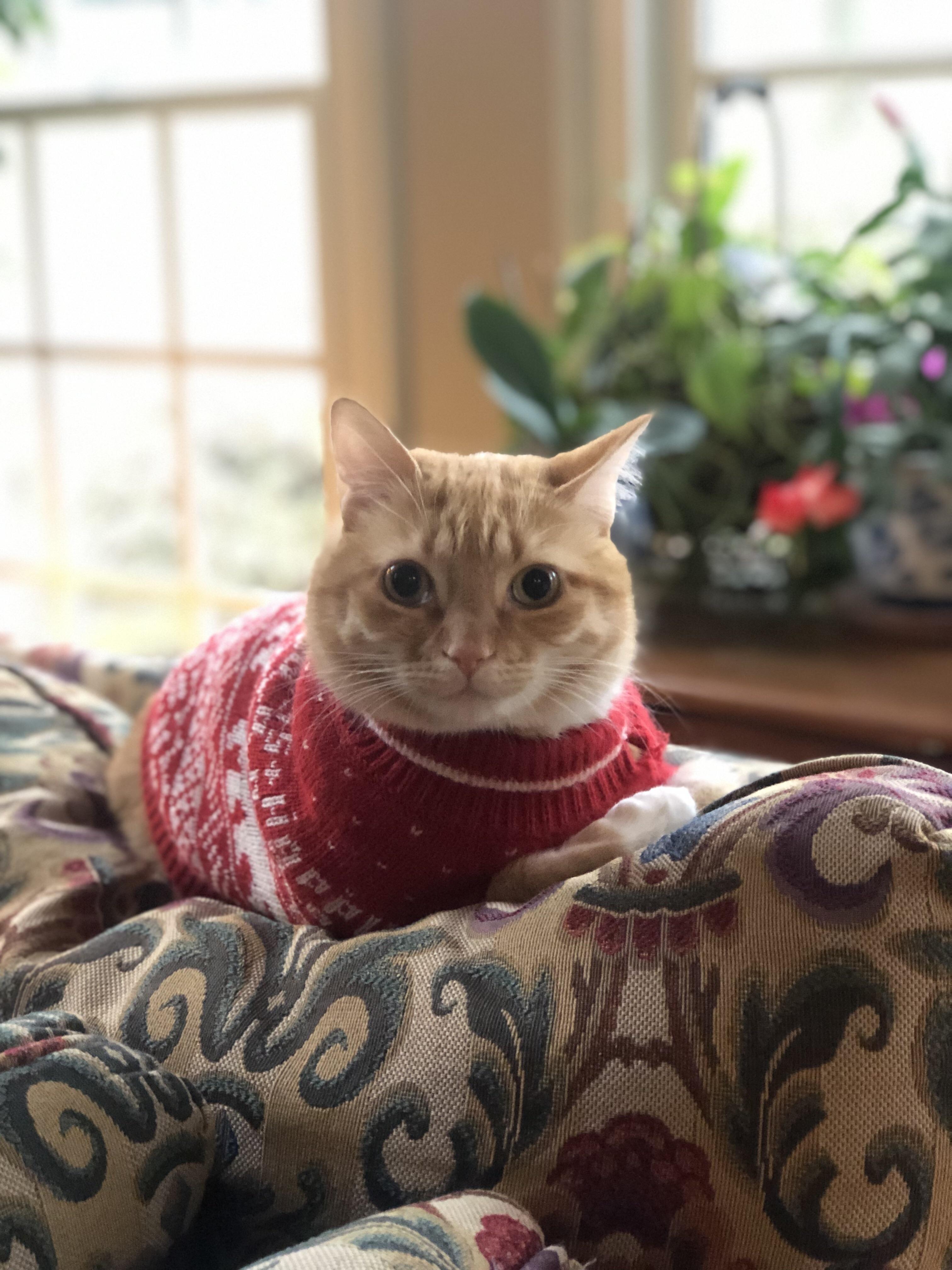 My strawberry boy | Scrolller