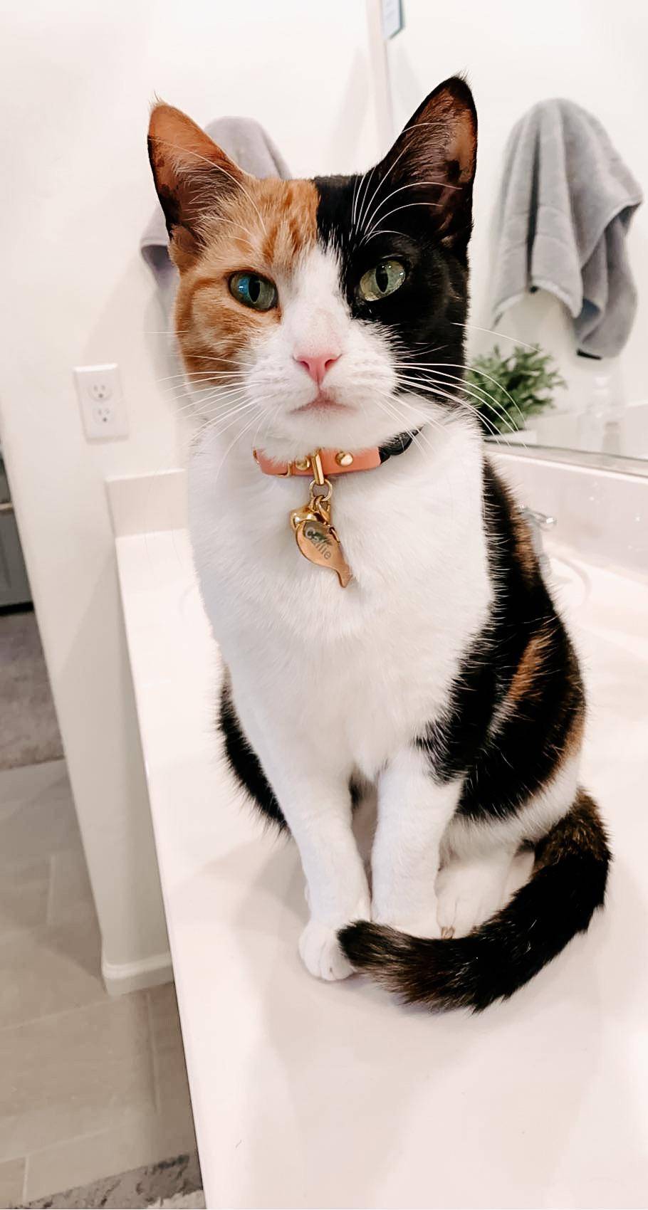 My sweet calico 🐾 | Scrolller