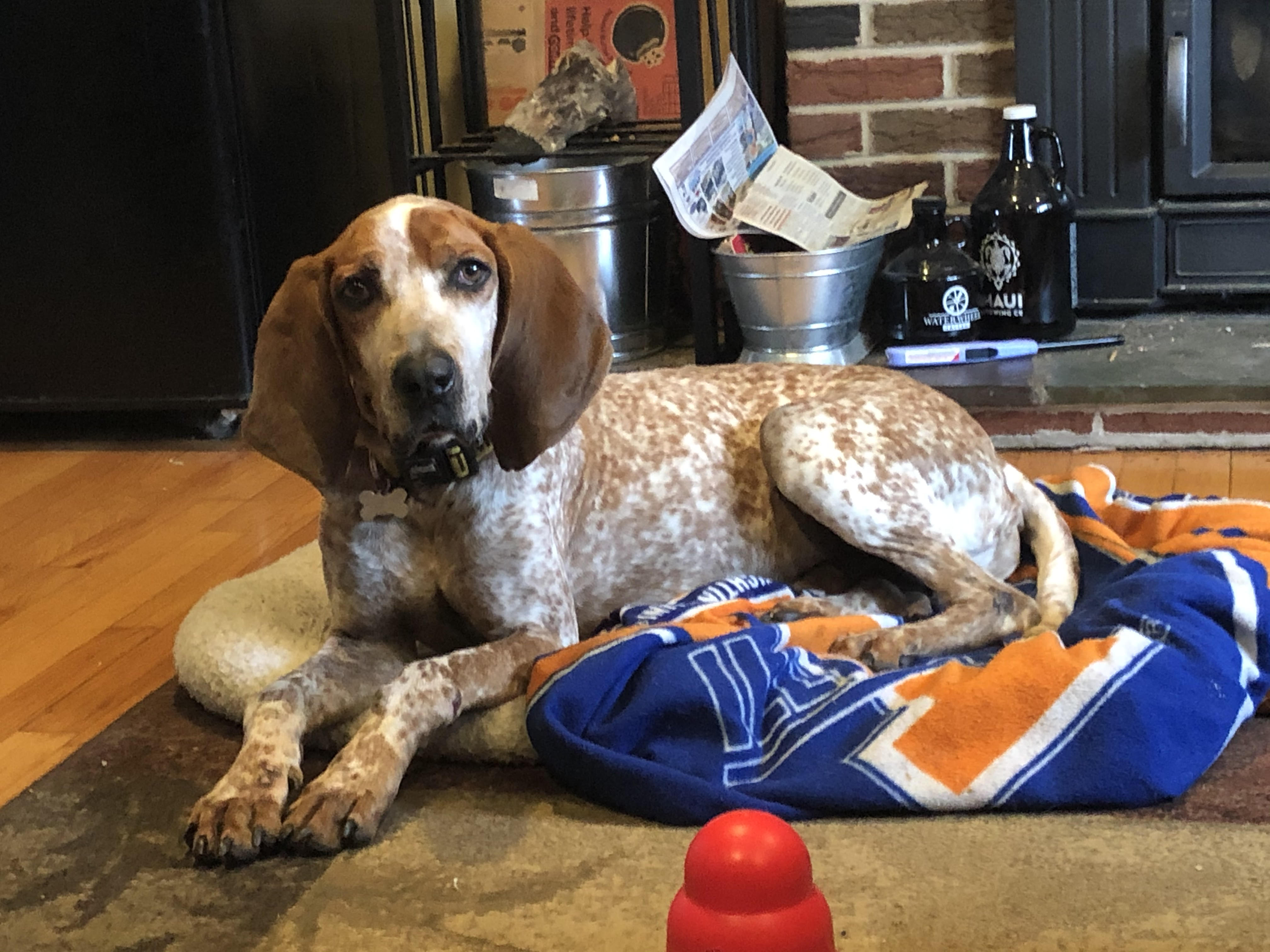 My Sweet, Long Eared, Foster | Scrolller