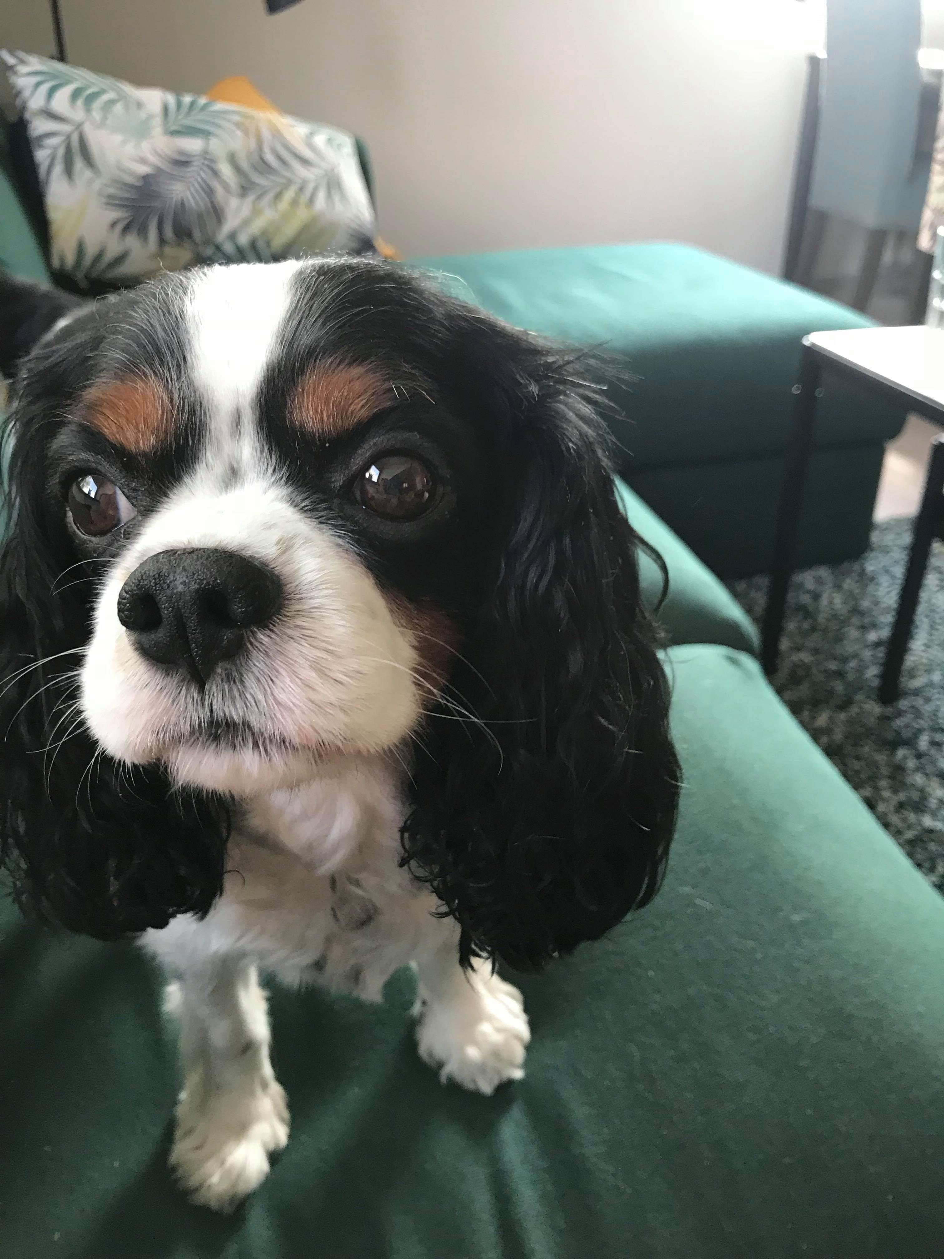 My sweet pupper | Scrolller