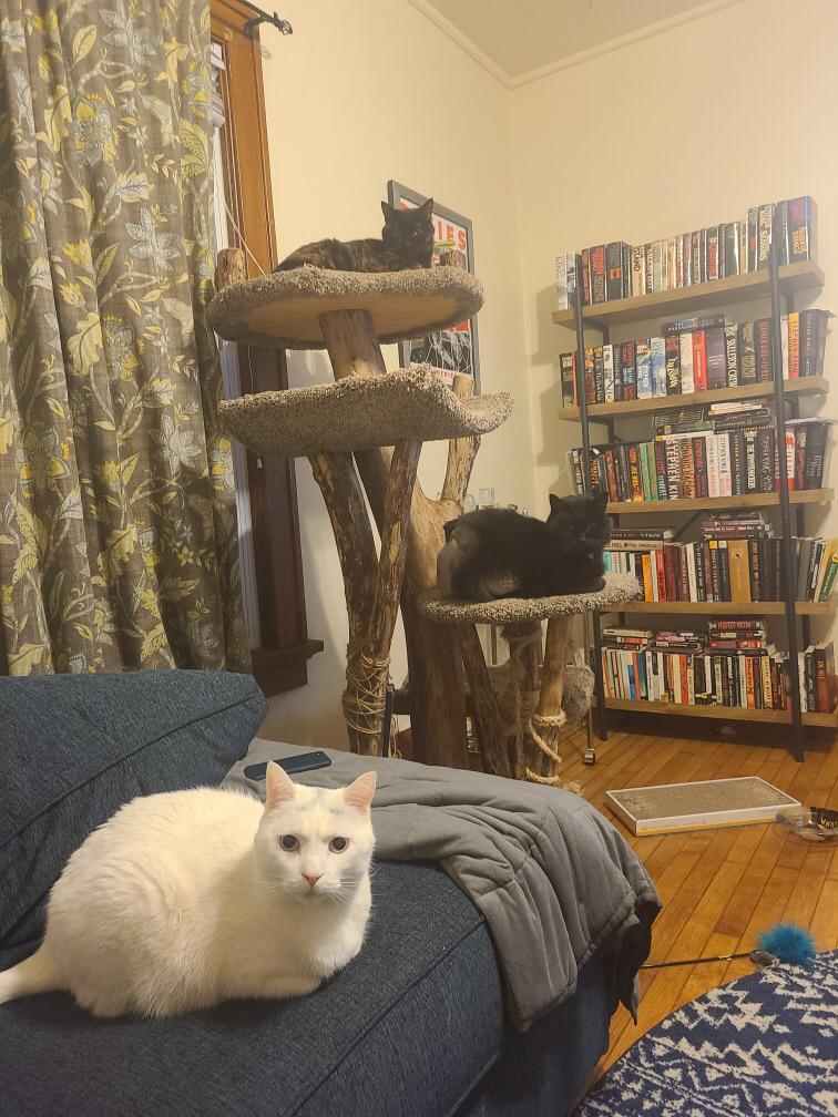 My tier of house cats | Scrolller