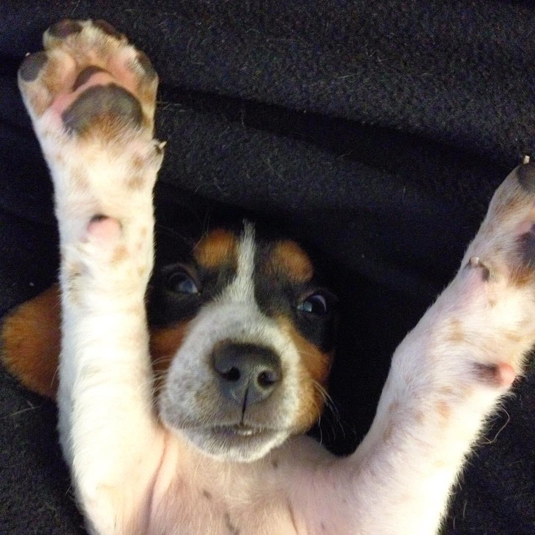 My TWC puppy. Big ol' feet and ears! | Scrolller