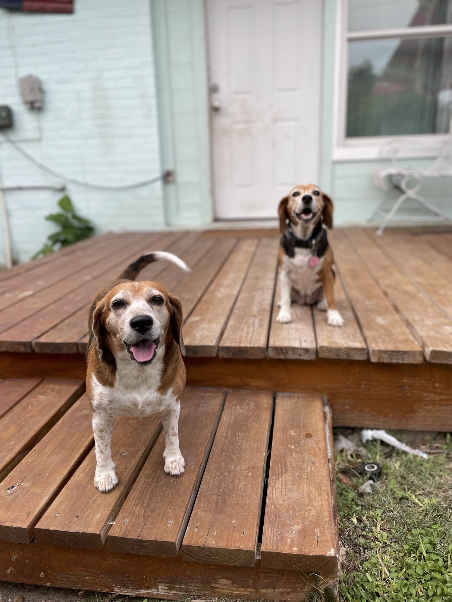My two Beagle girls. | Scrolller