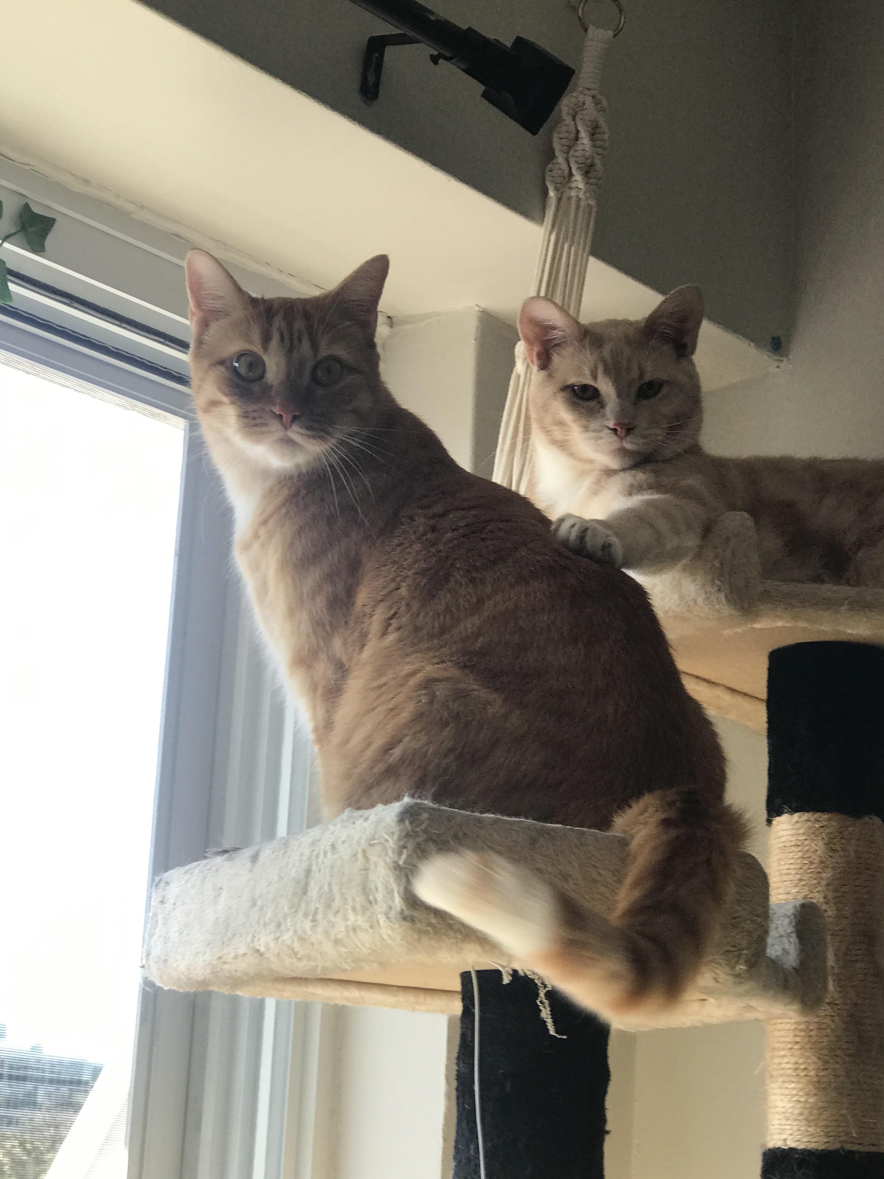 My two boys being bros | Scrolller