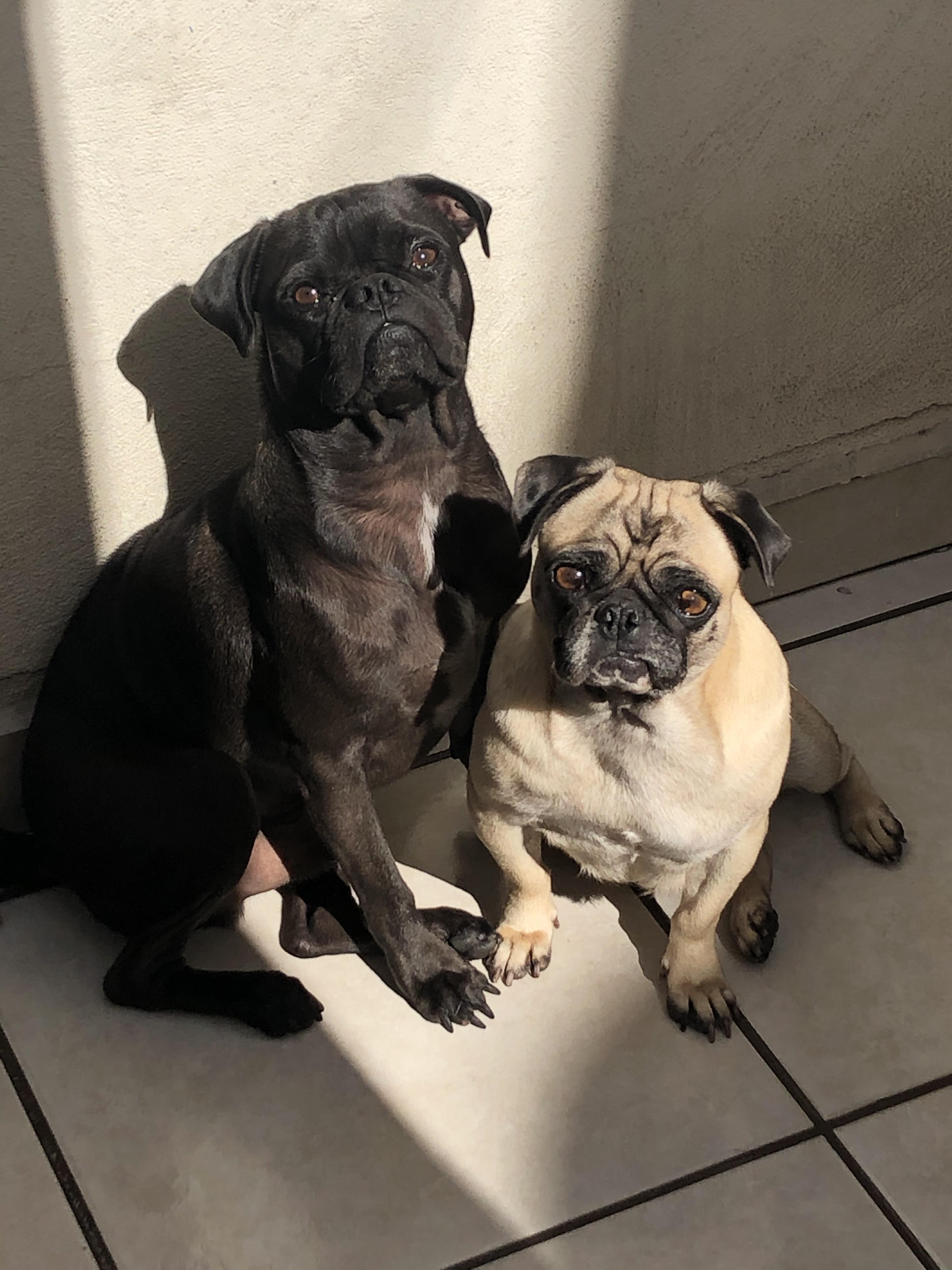 My two dogs, Rocco and Candy! | Scrolller
