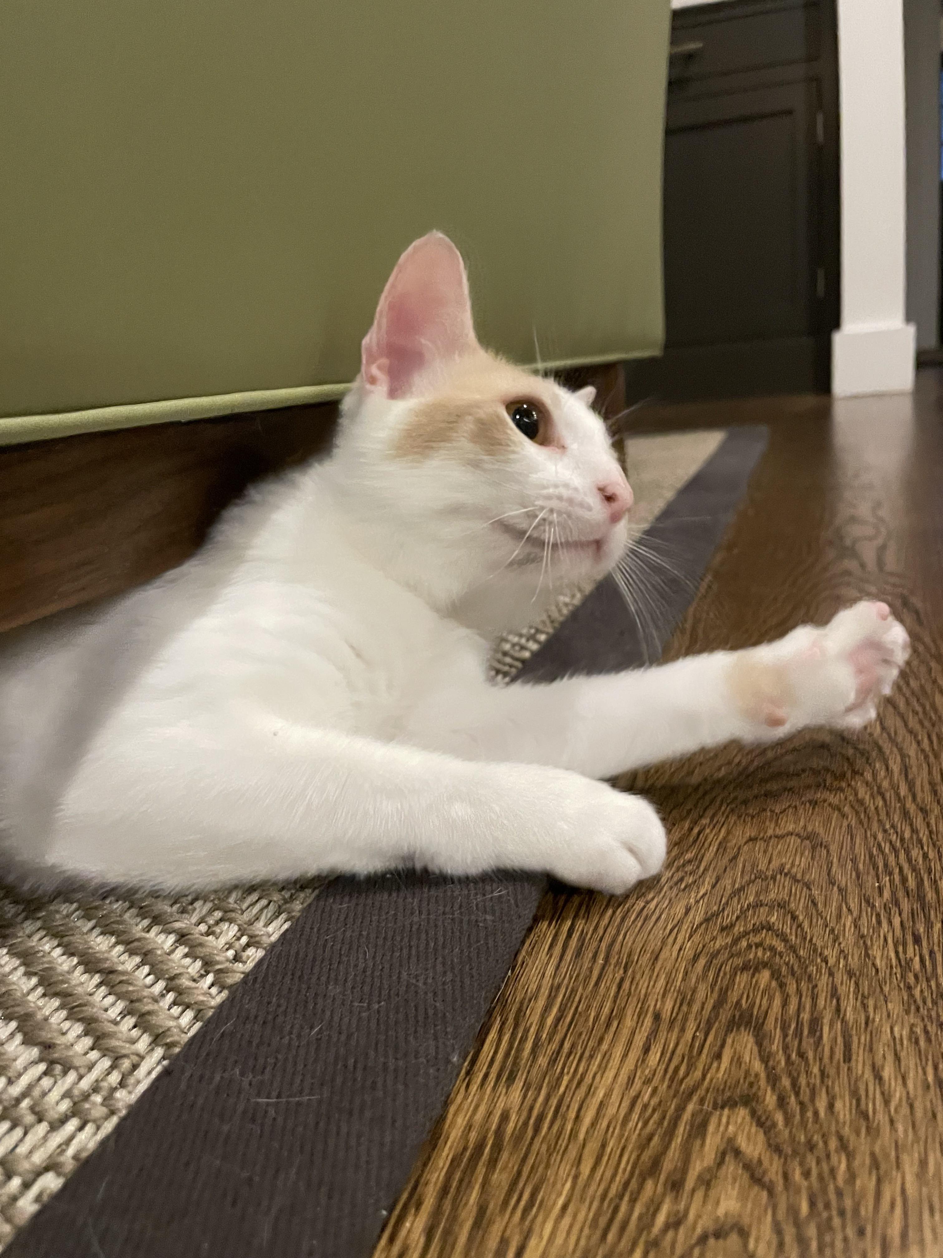 My uncles cat got stuck | Scrolller