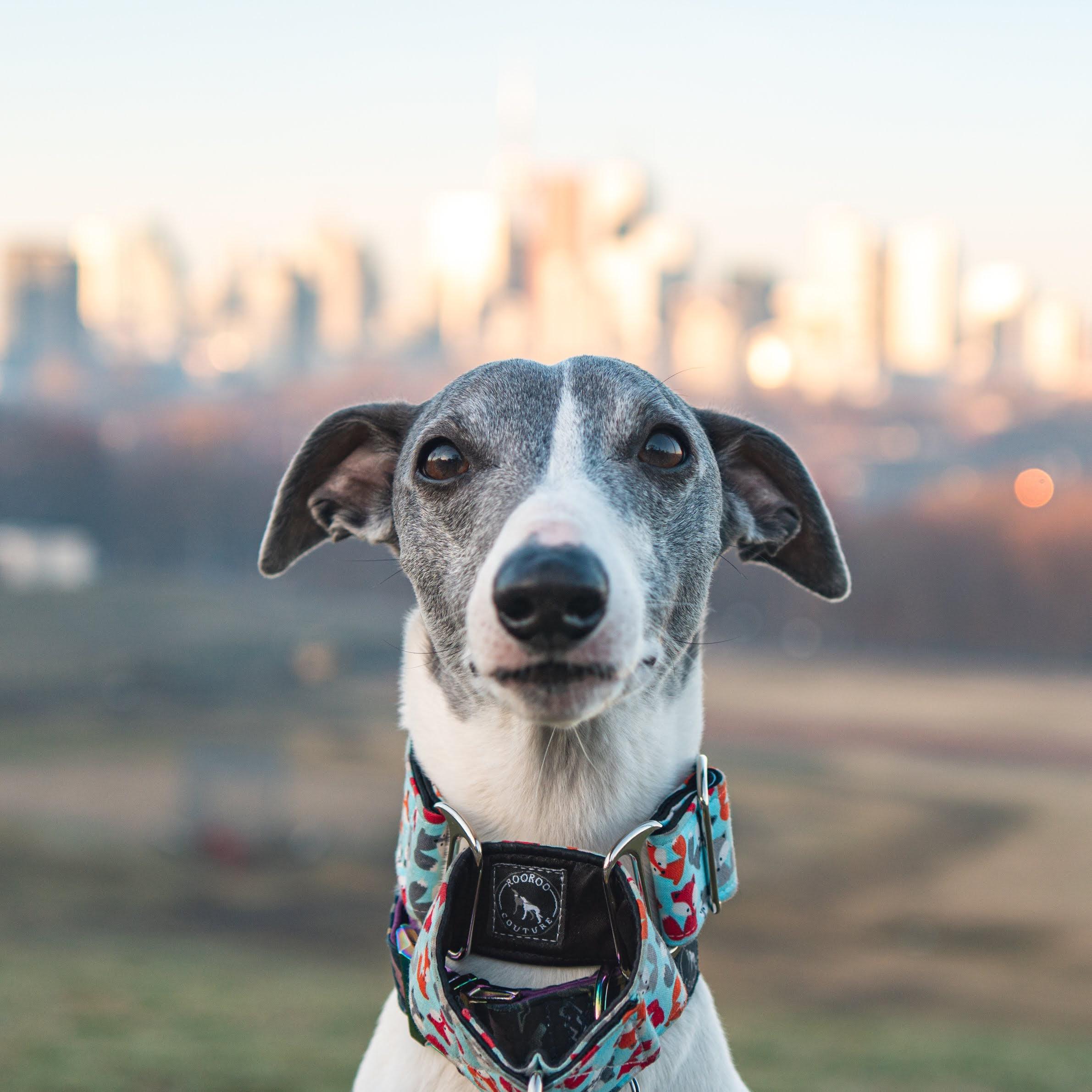 My Urban Whippet | Scrolller