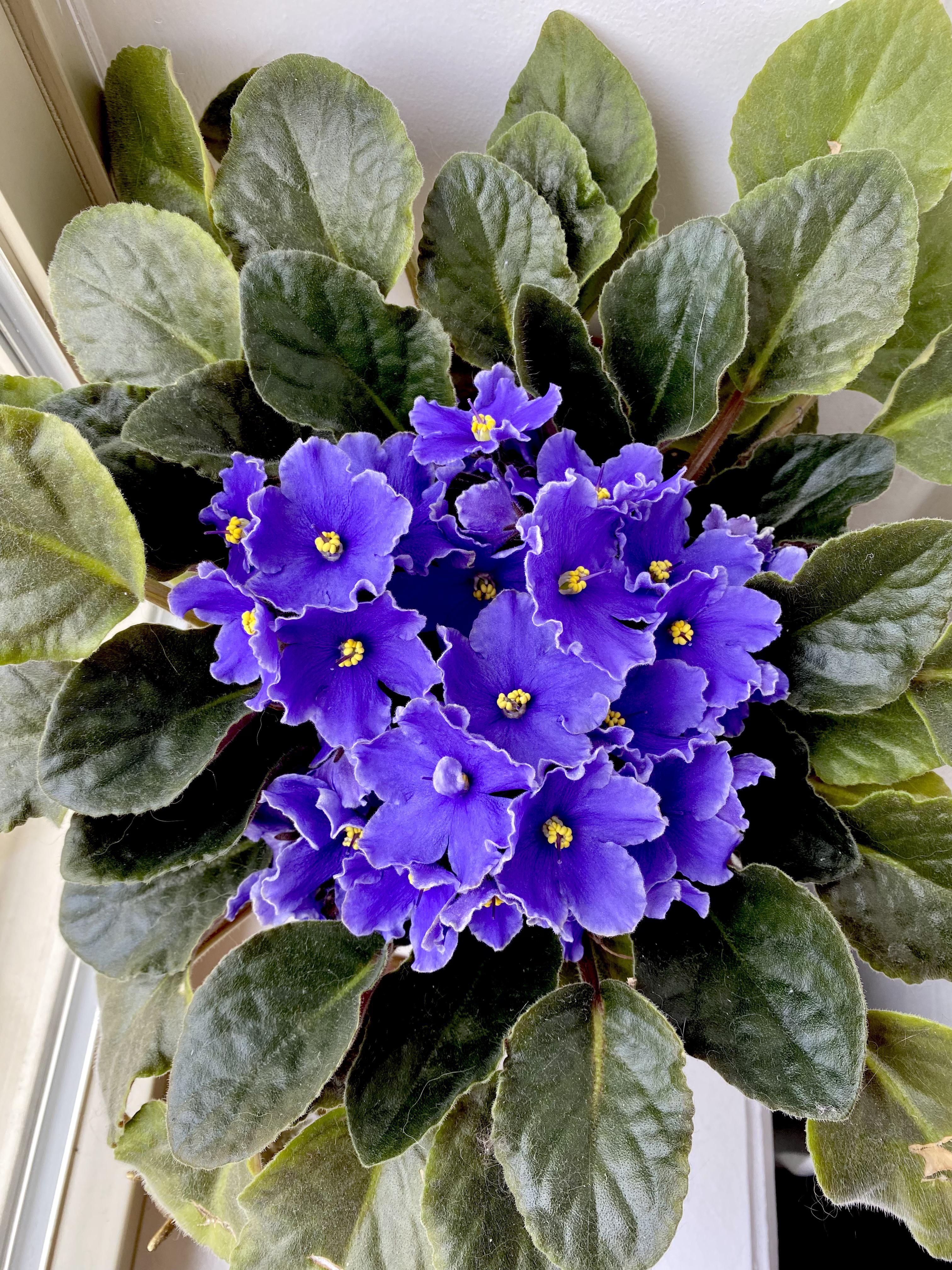My violets are going absolutely wild | Scrolller