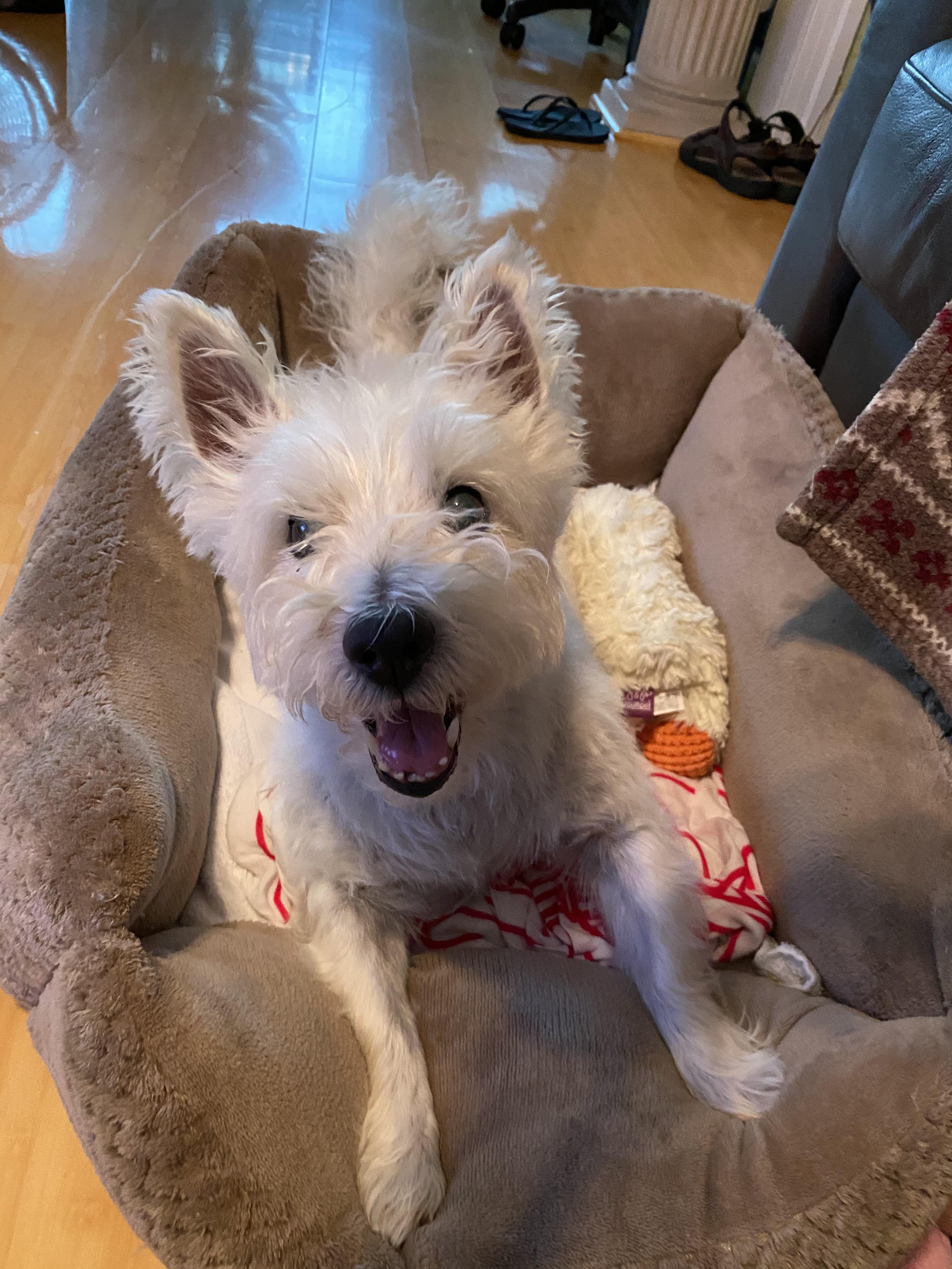 My Westie just turned 15 years old! | Scrolller