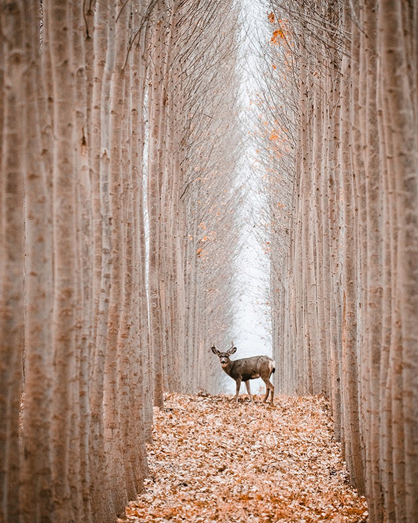 Myron, we've been spotted | Scrolller