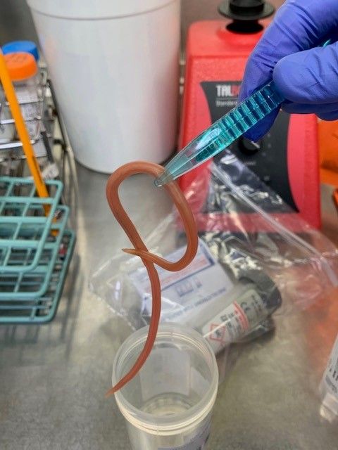 Name this parasitic worm | Scrolller