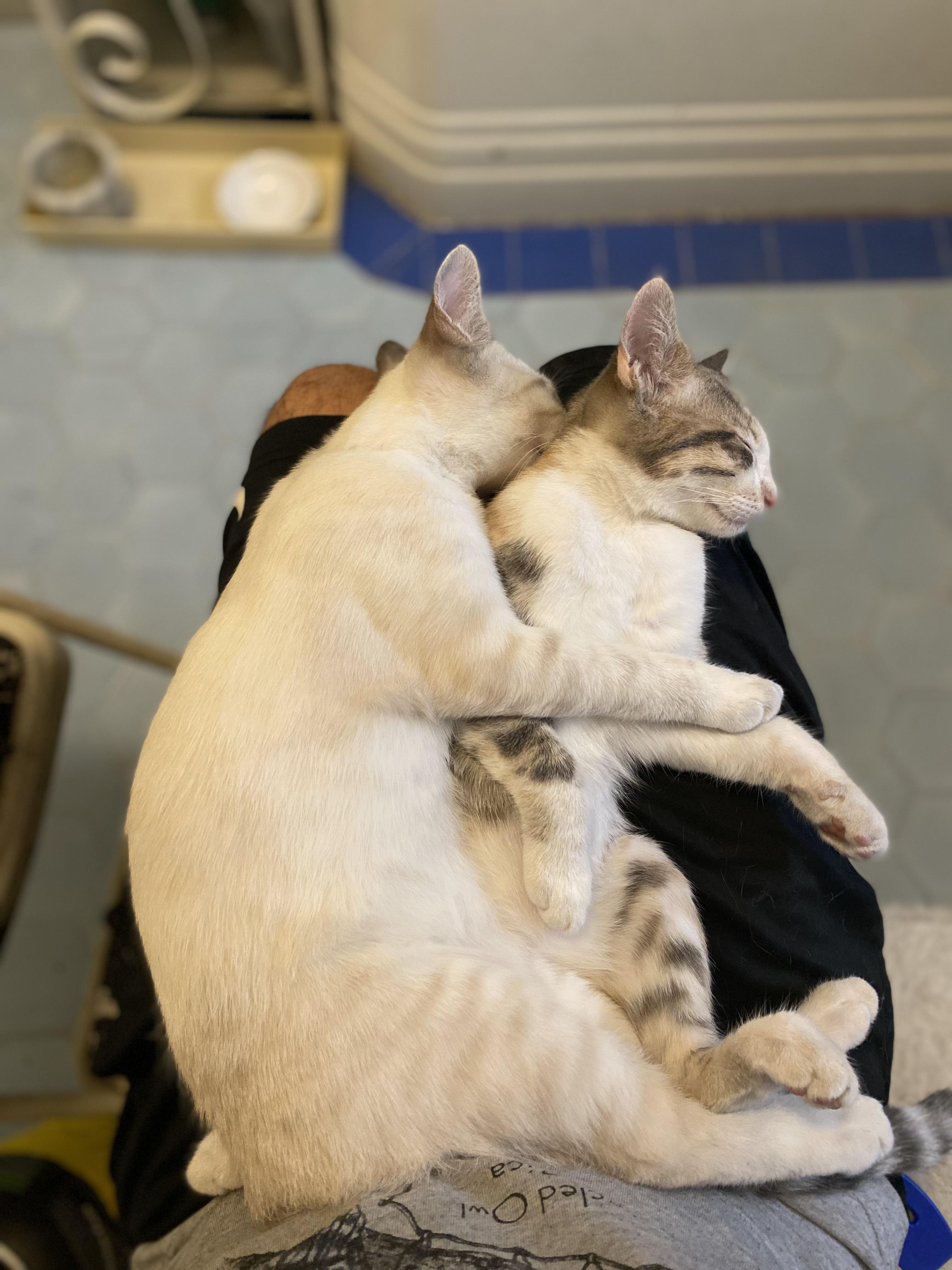 Nap on a lap ! | Scrolller